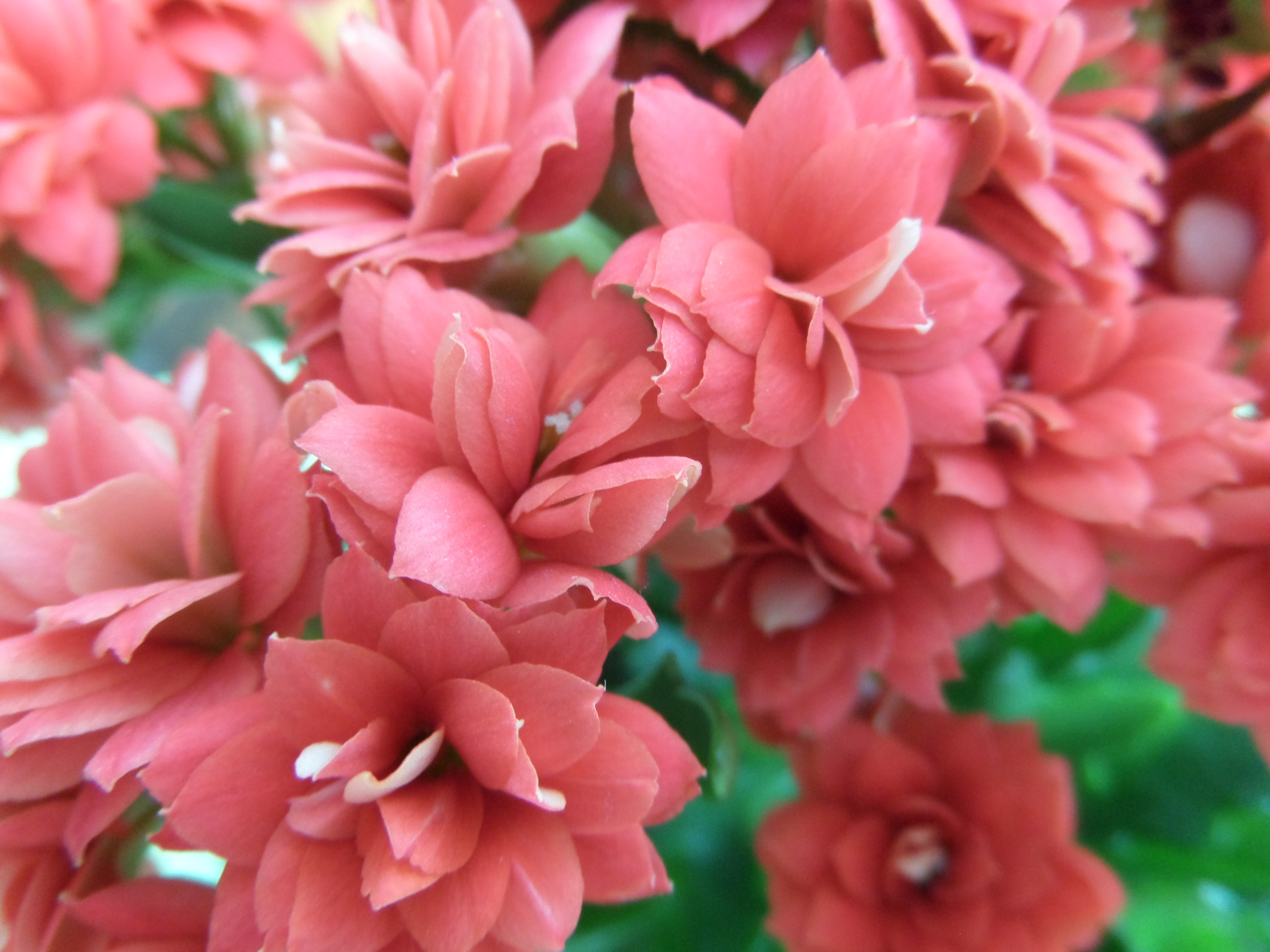 Kalanchoe Flower Plant free image download