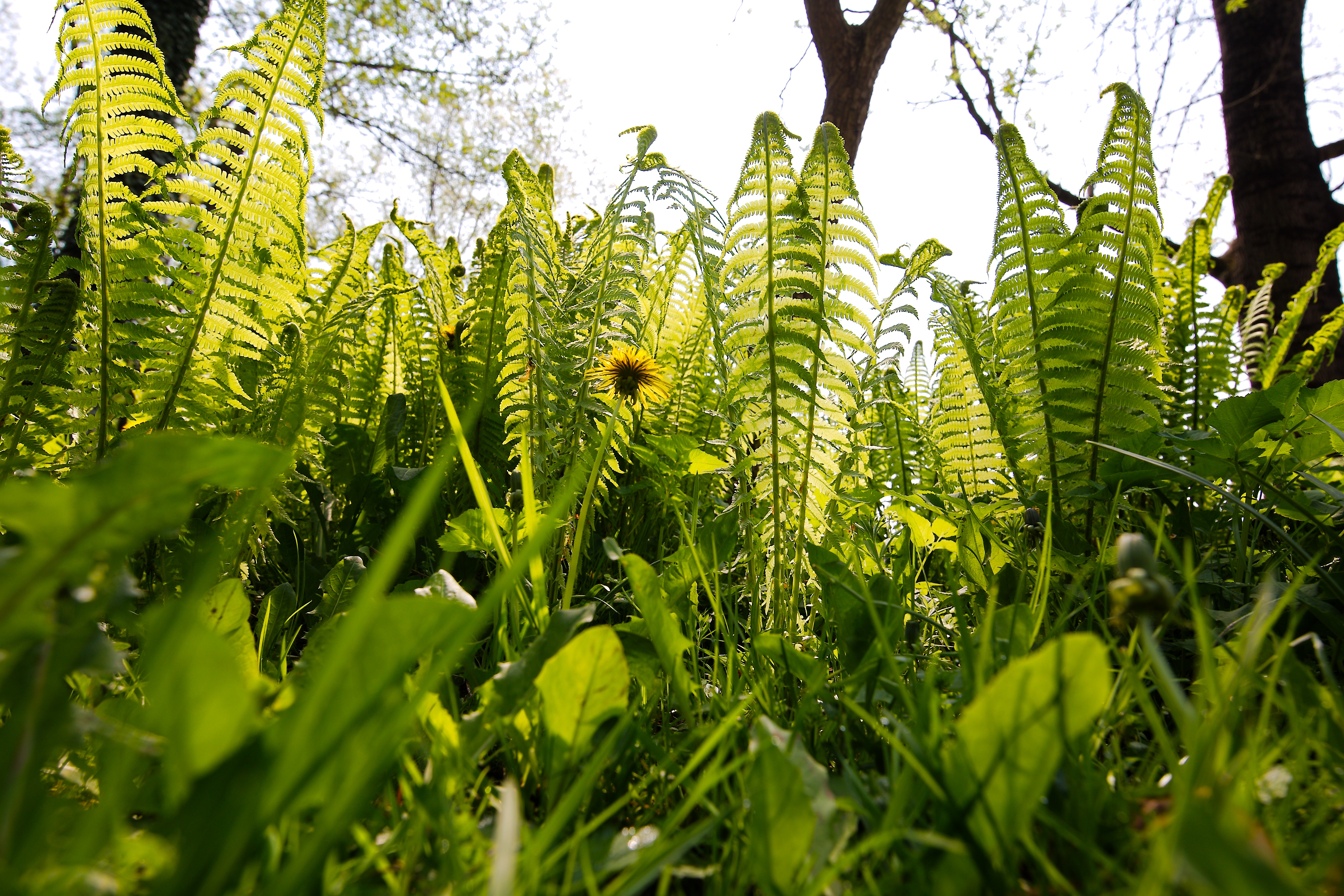 Plant Leaf Nature free image download