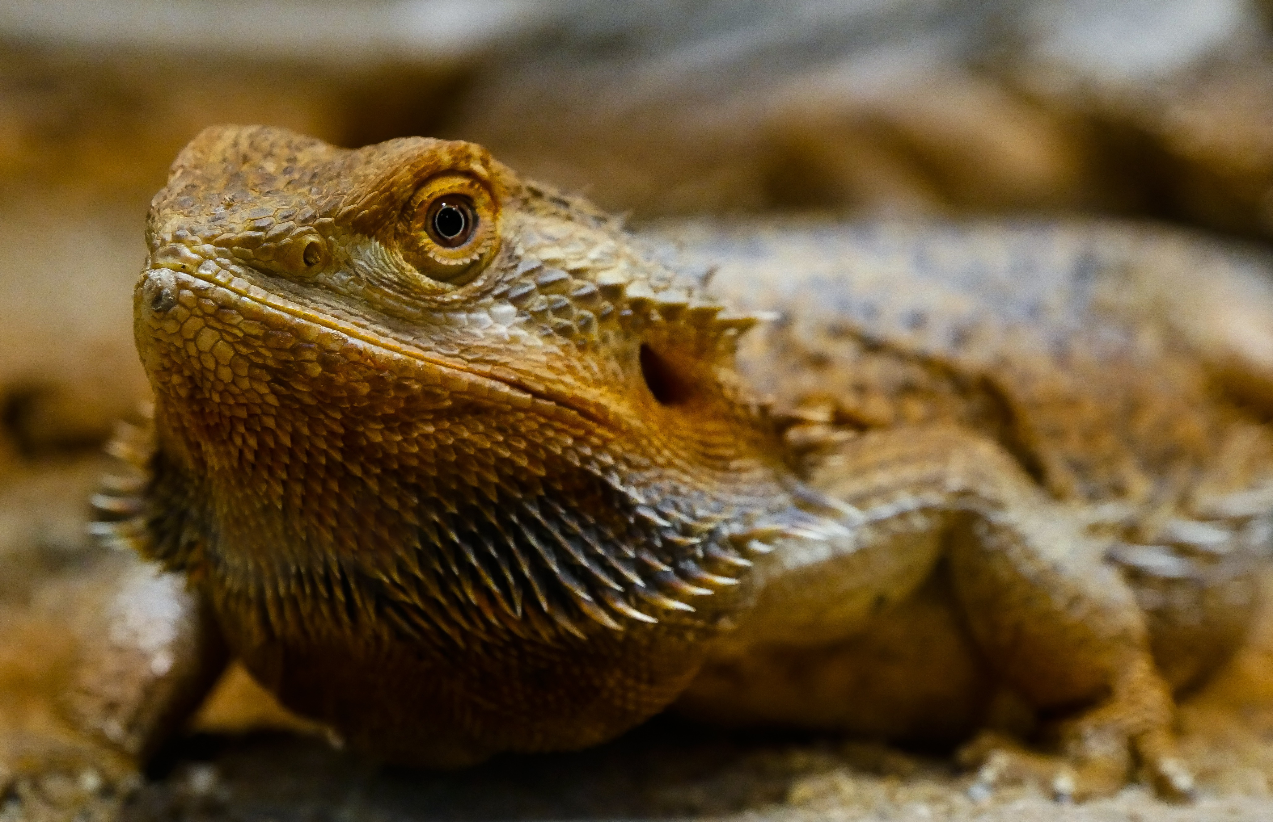 Animal Lizard Agame free image download