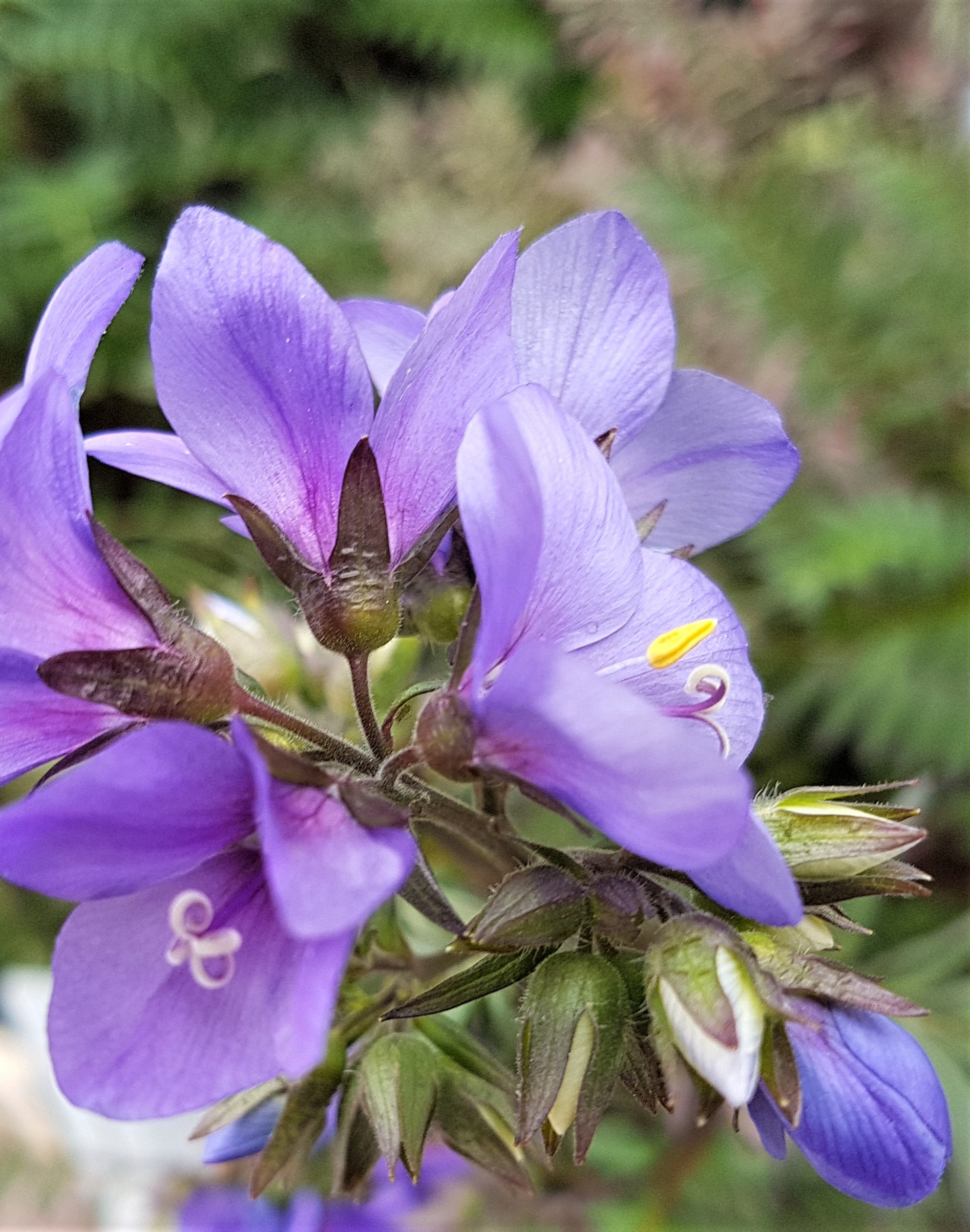 Nature Flower Flora free image download