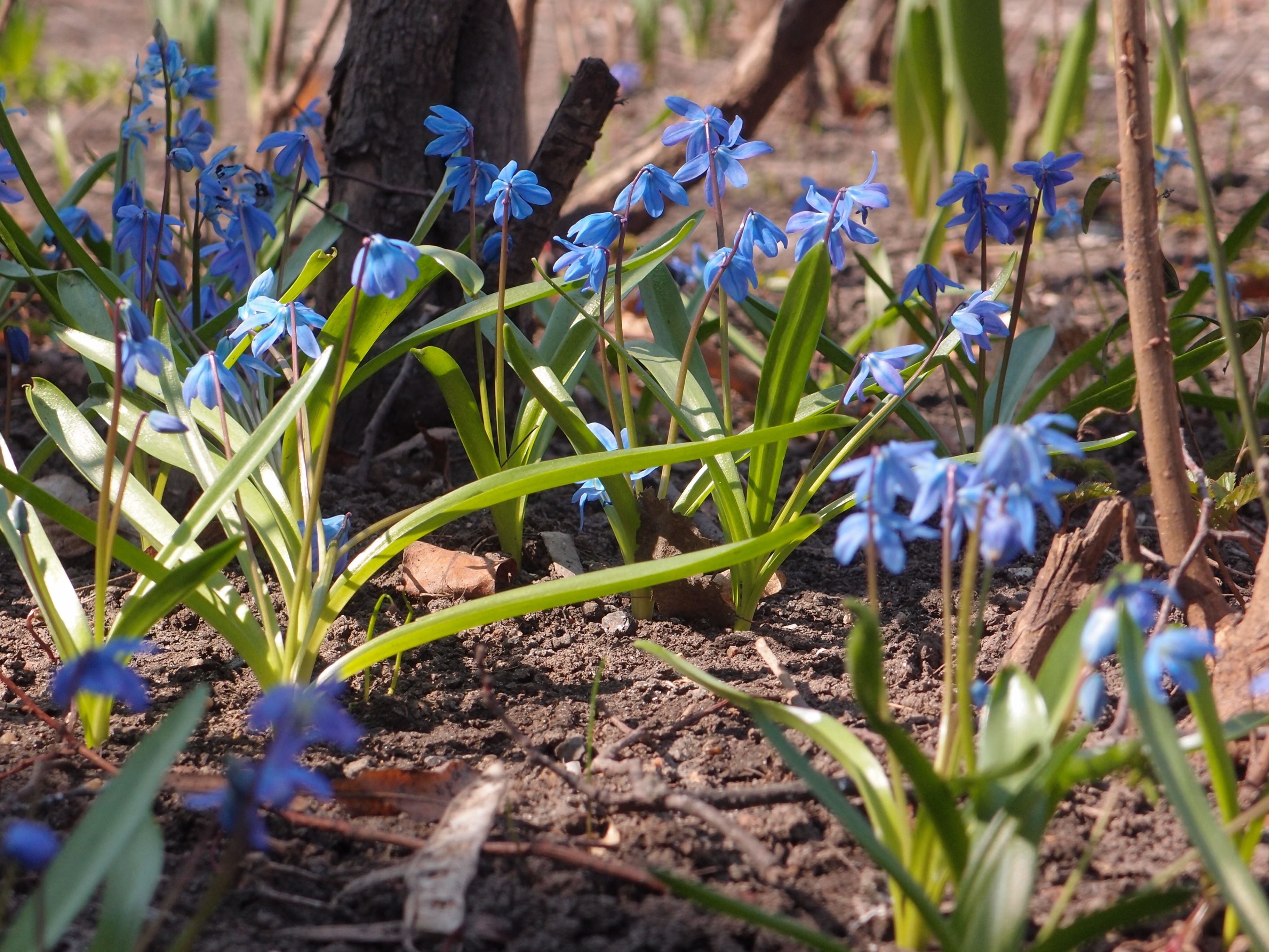 Blue beautiful flowers are blooming in the garden free image download