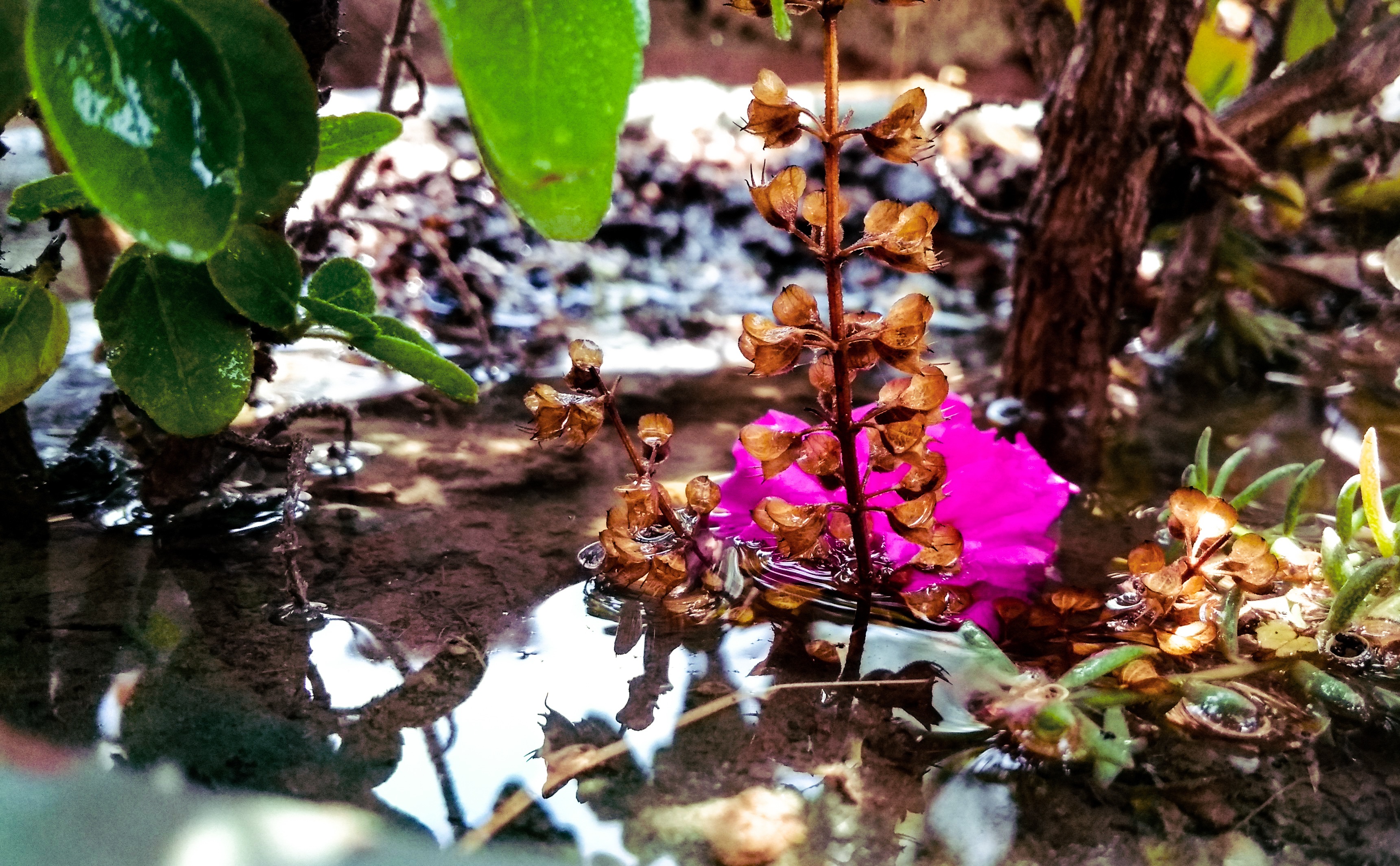 Nature Leaf Flora free image download