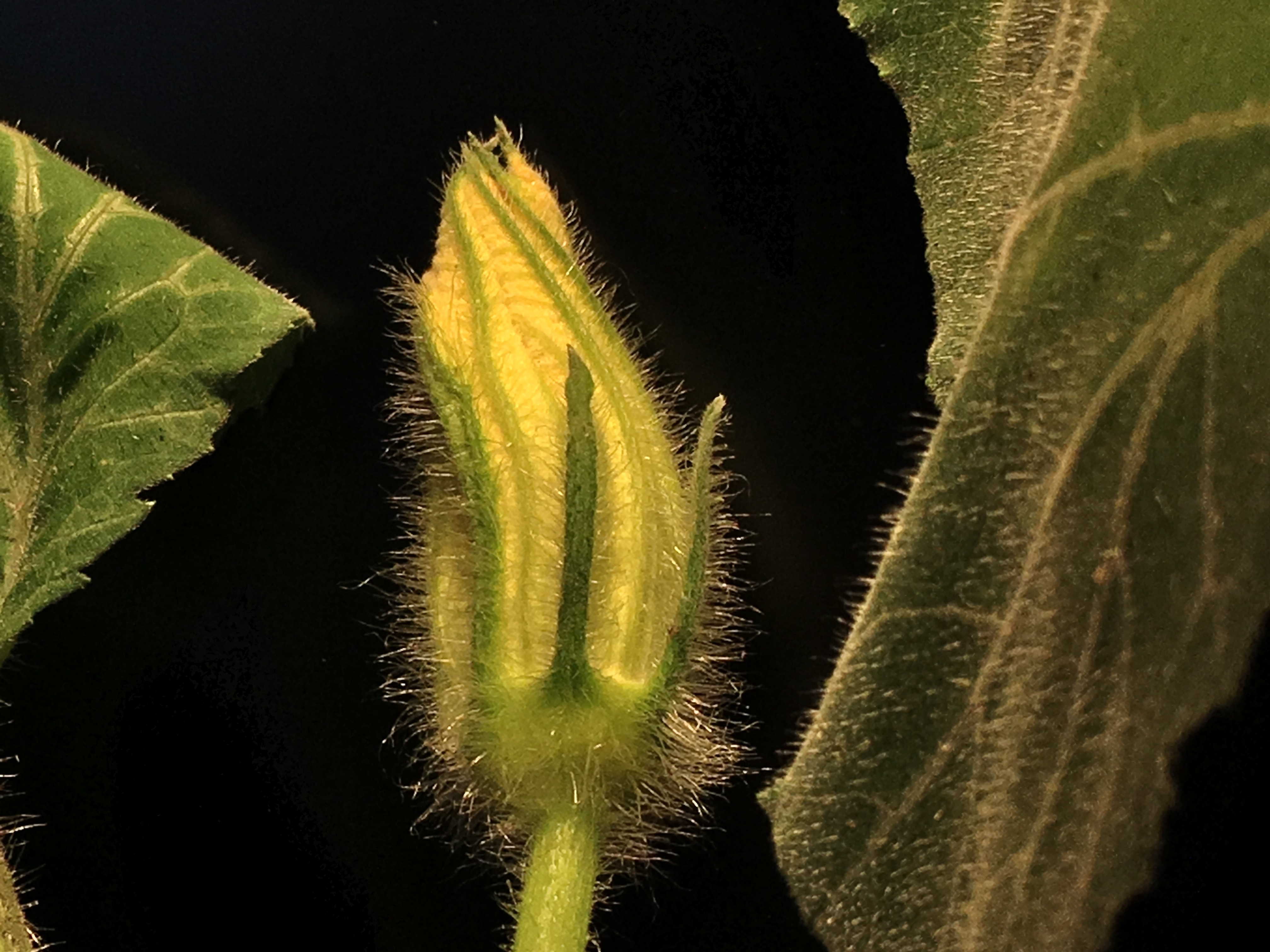 Pimpollo Garden Nature free image download