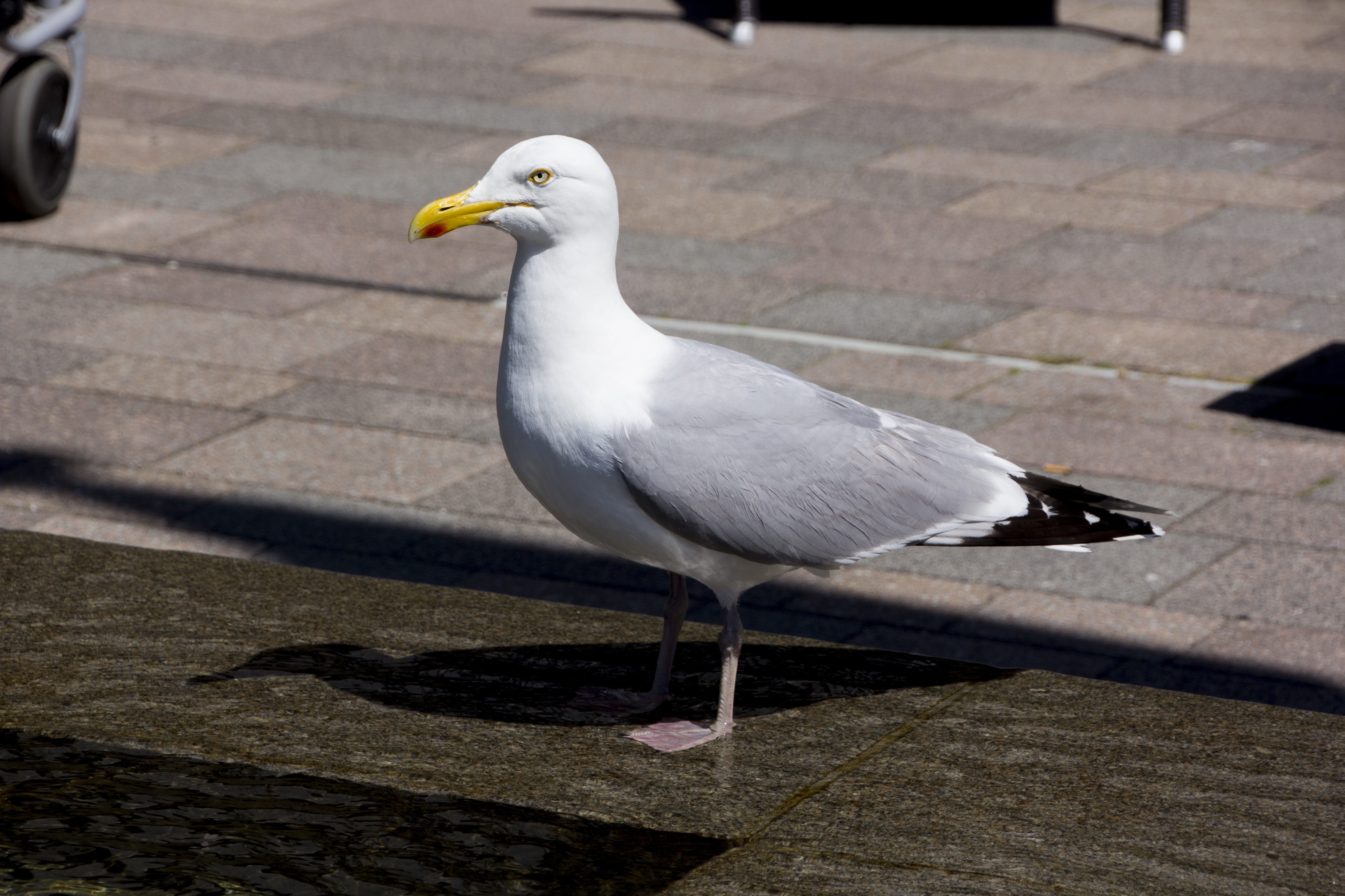 Sylt Westerland Island free image download