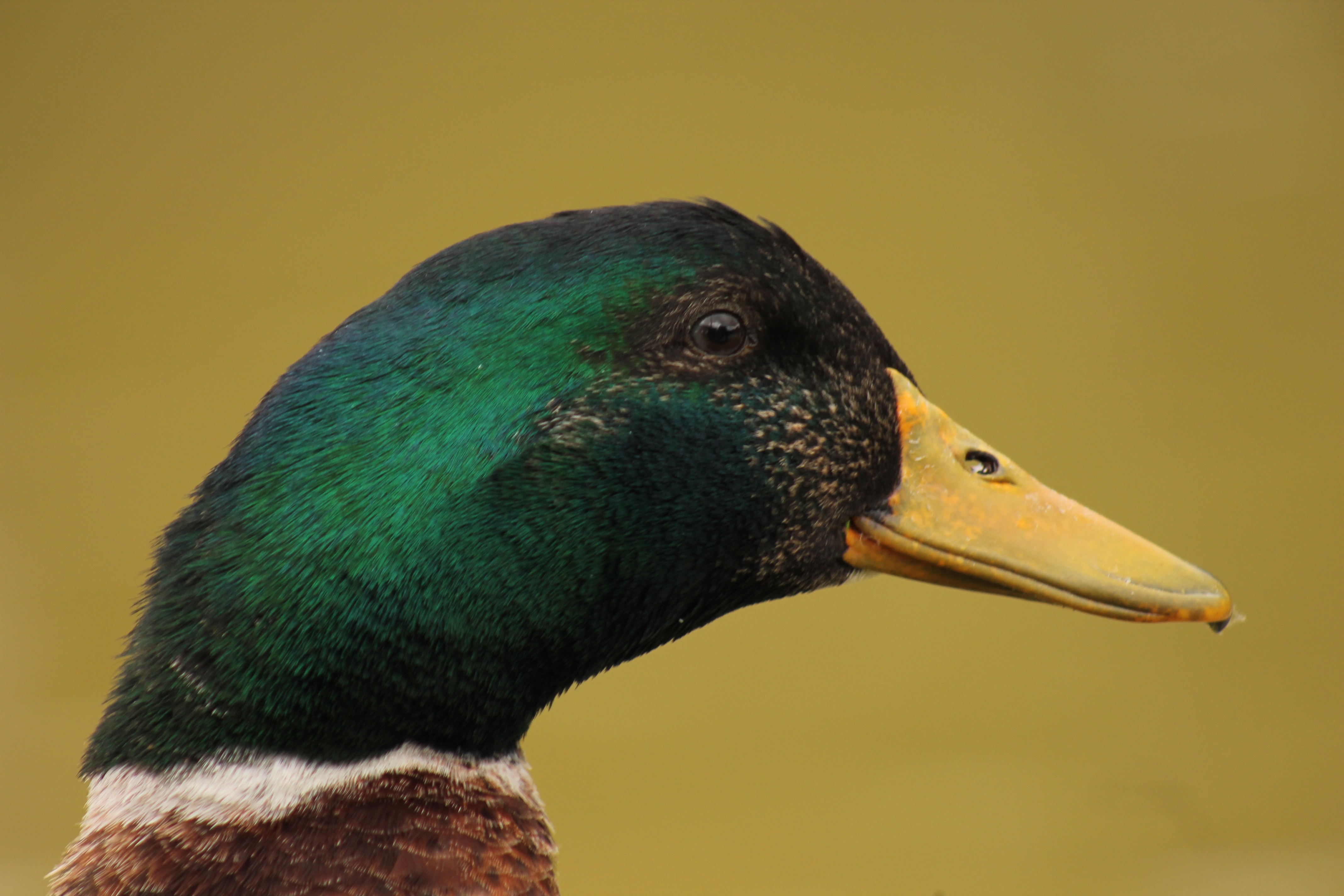 Duck Bird Beak free image download