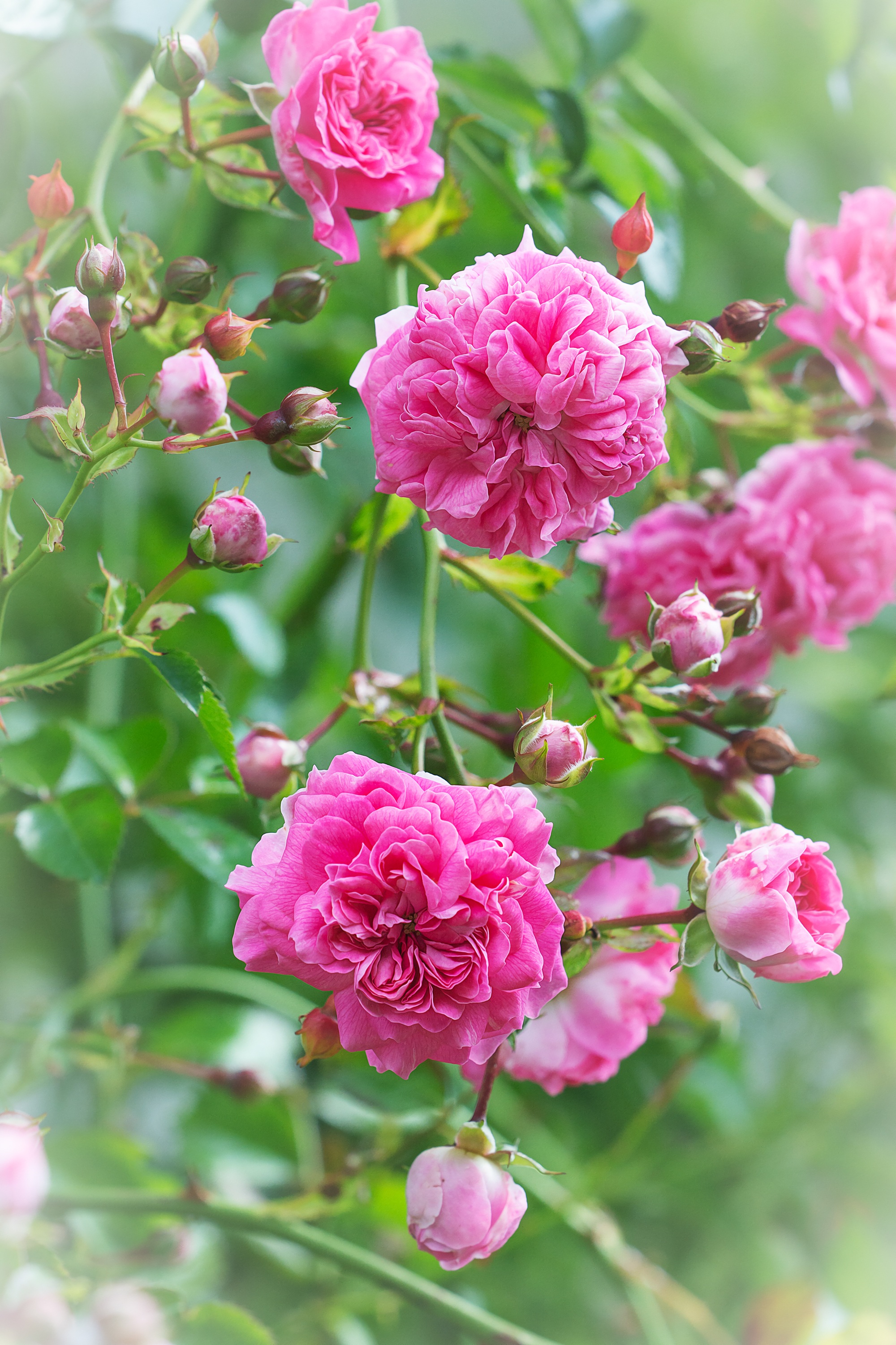 Roses Pink Rose free image download