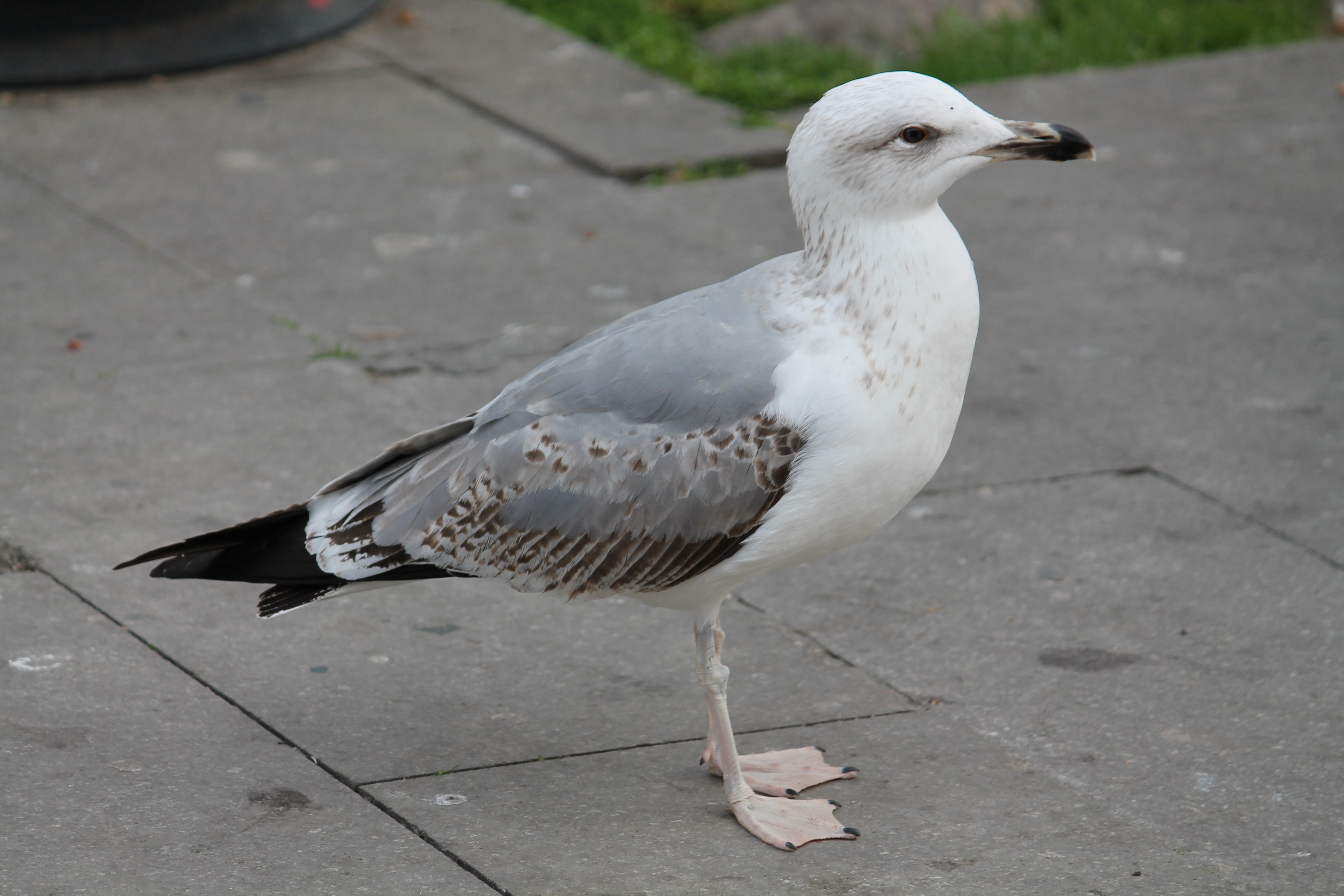 Bird Nature Seagulls free image download