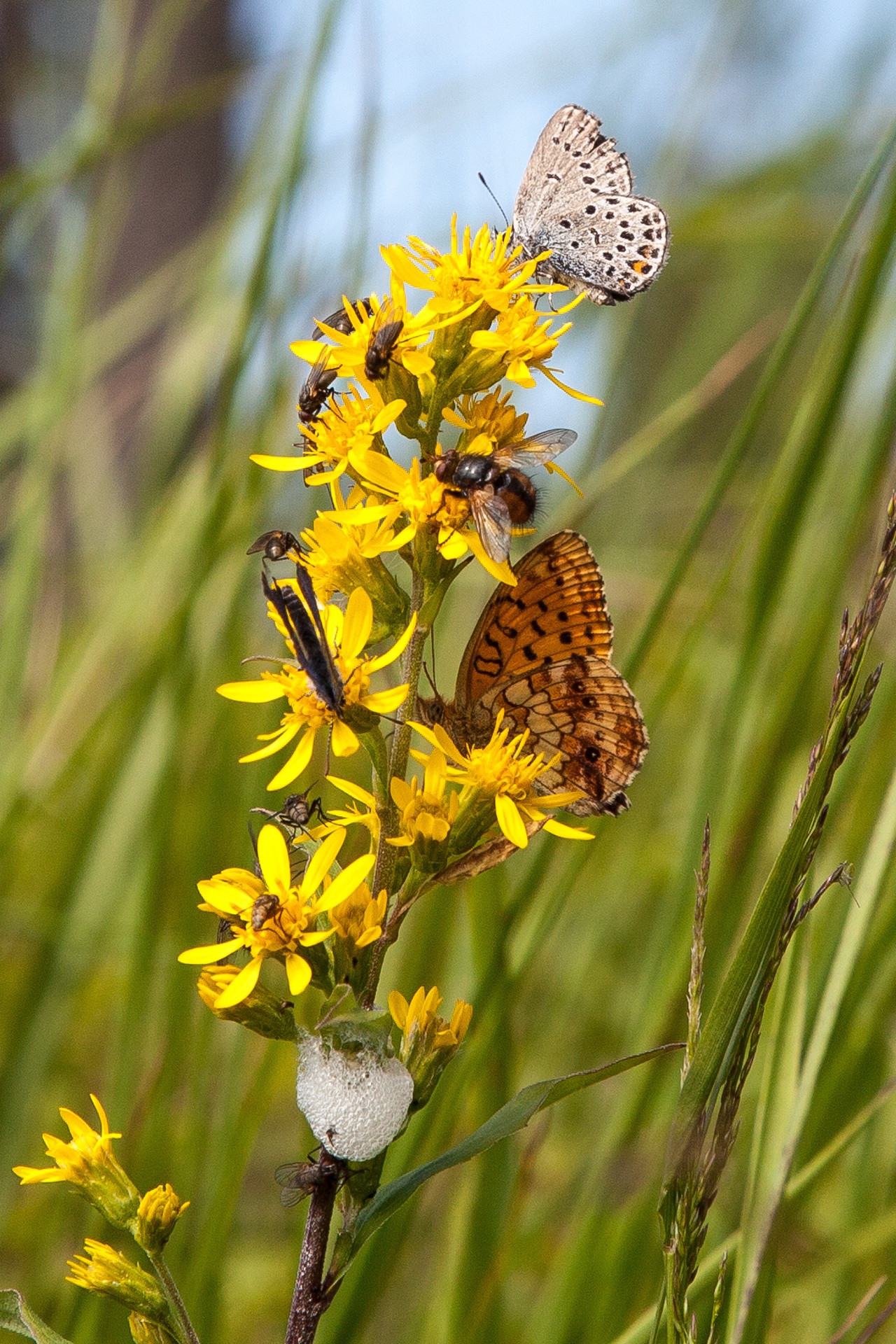 Nature Flower Insect free image download