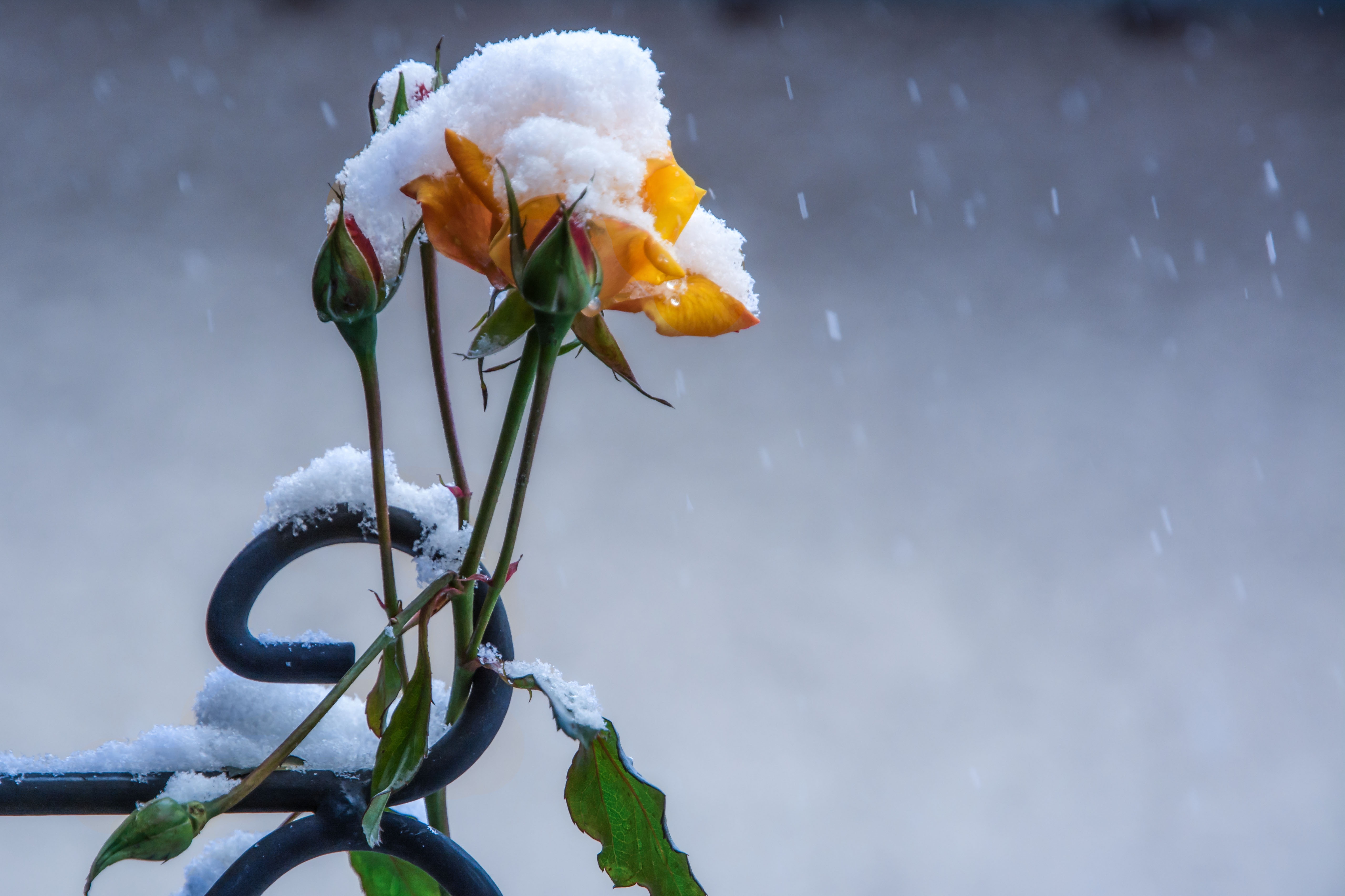Rose Winter Flowers free image download