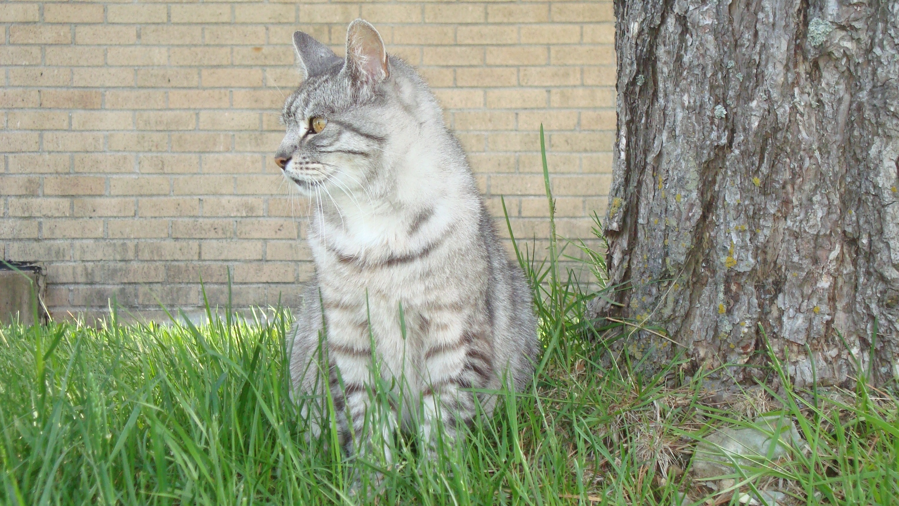 Cat Feline Mammal free image download