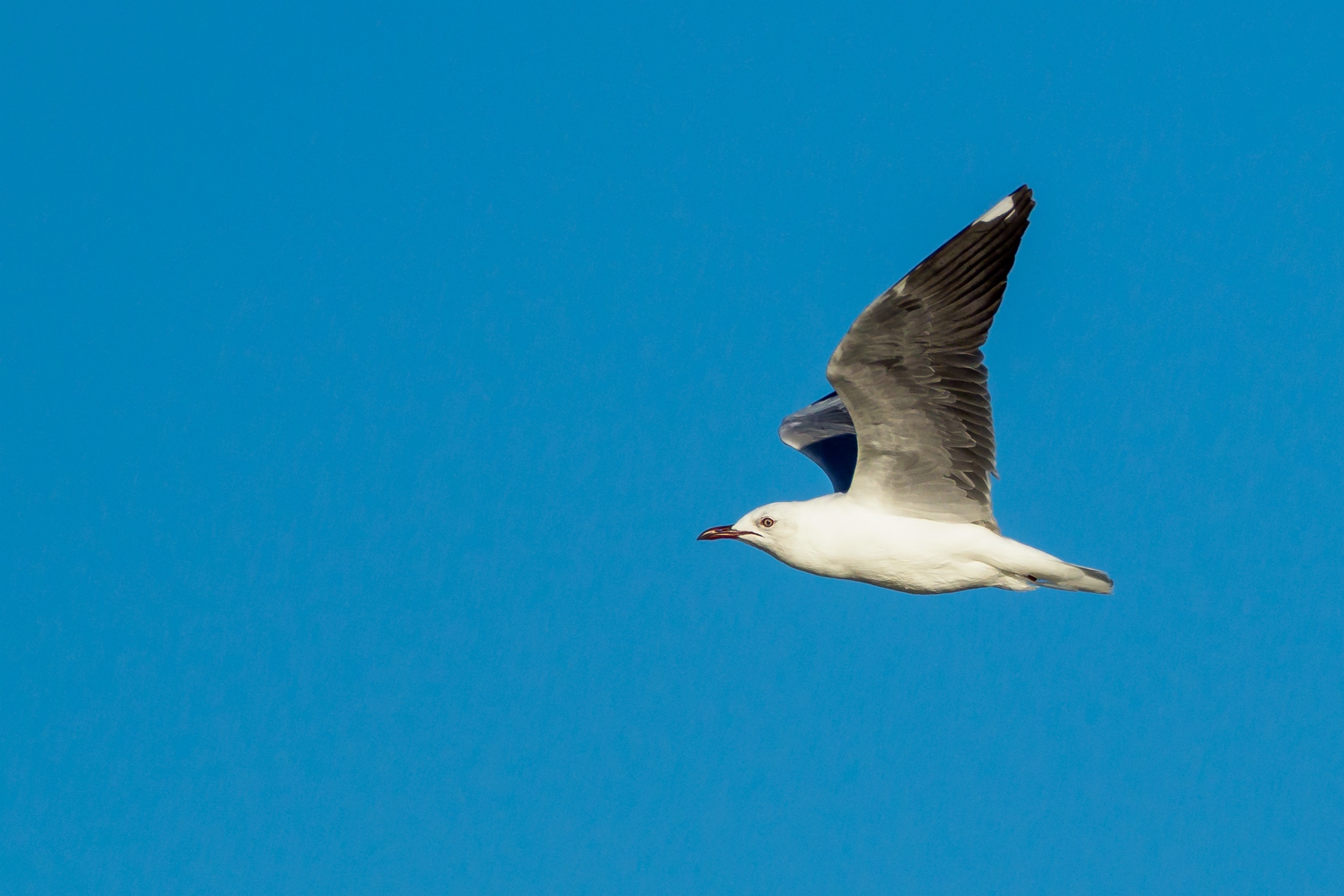 Hartlaub'S Gull In Flight Bird free image download