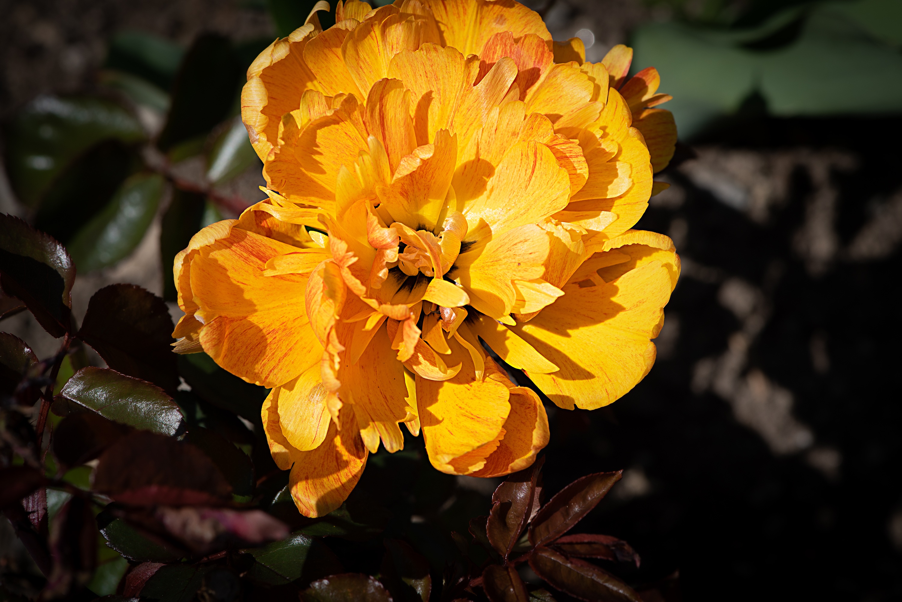 Peony Orange free image download