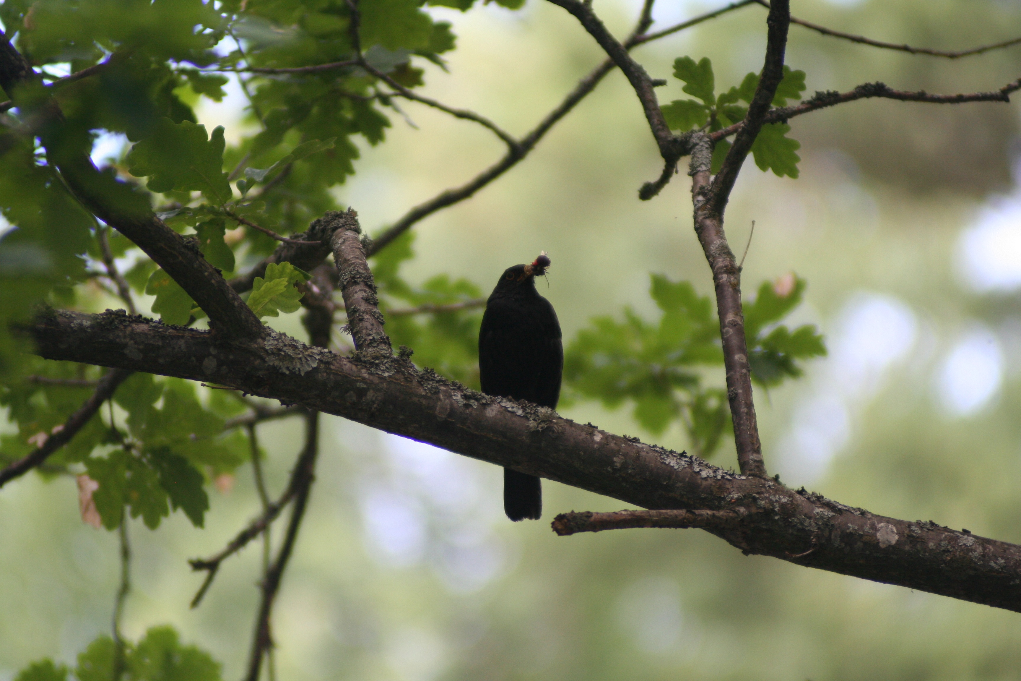 Bird Nature free image download