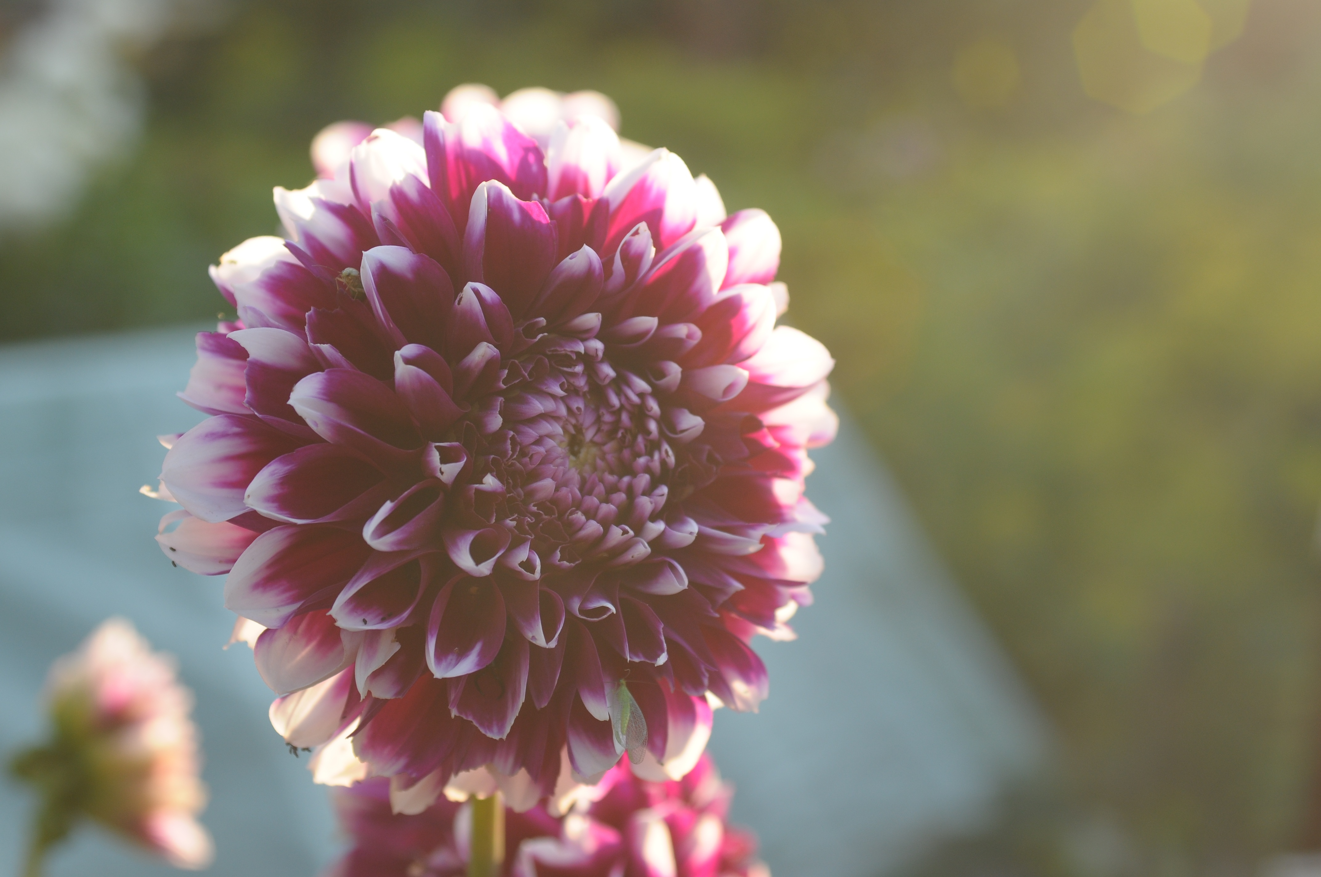 Dalia Flower Garden free image download