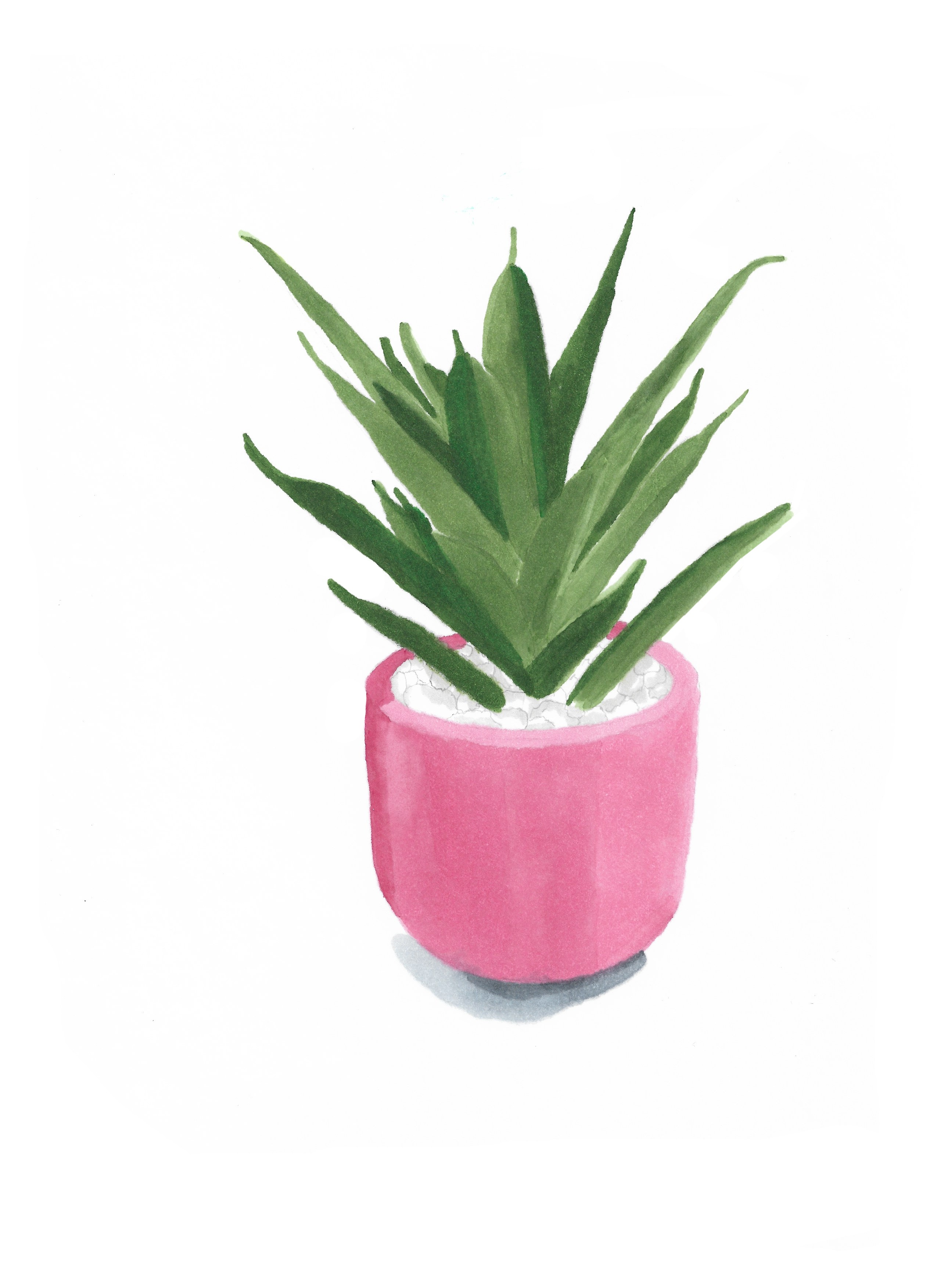 Leaf flora nature pot plant free image download