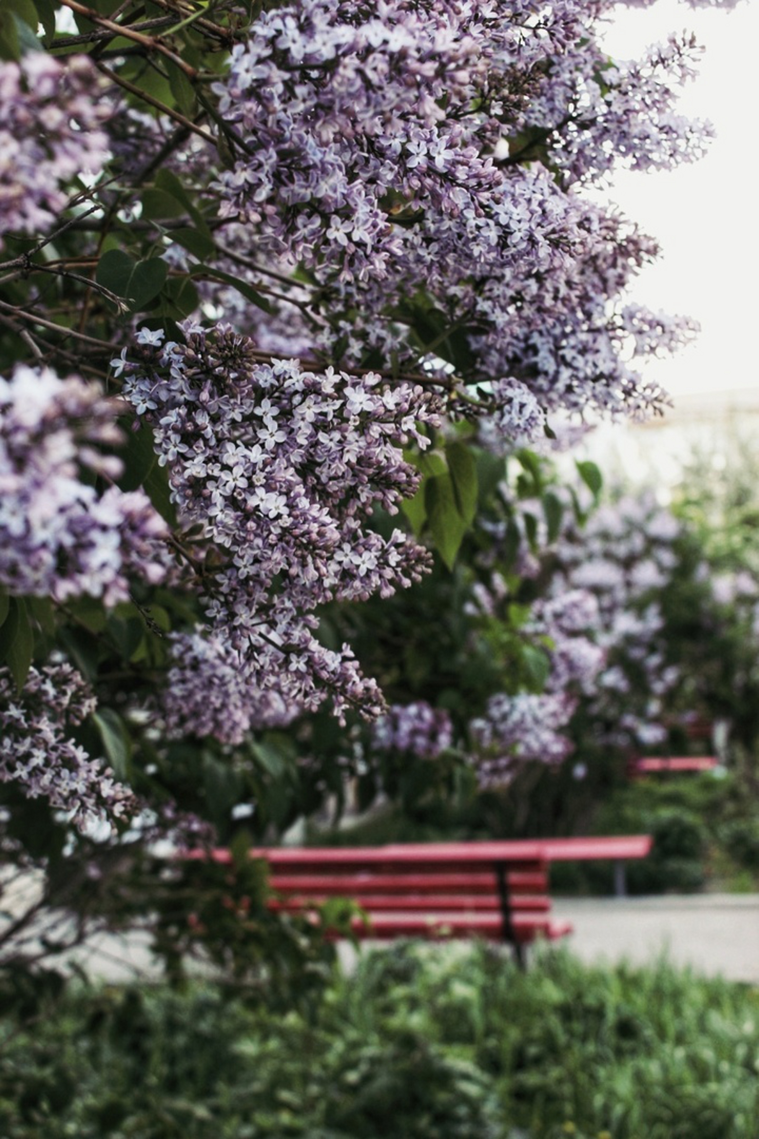 Lilac Flowers Spring free image download