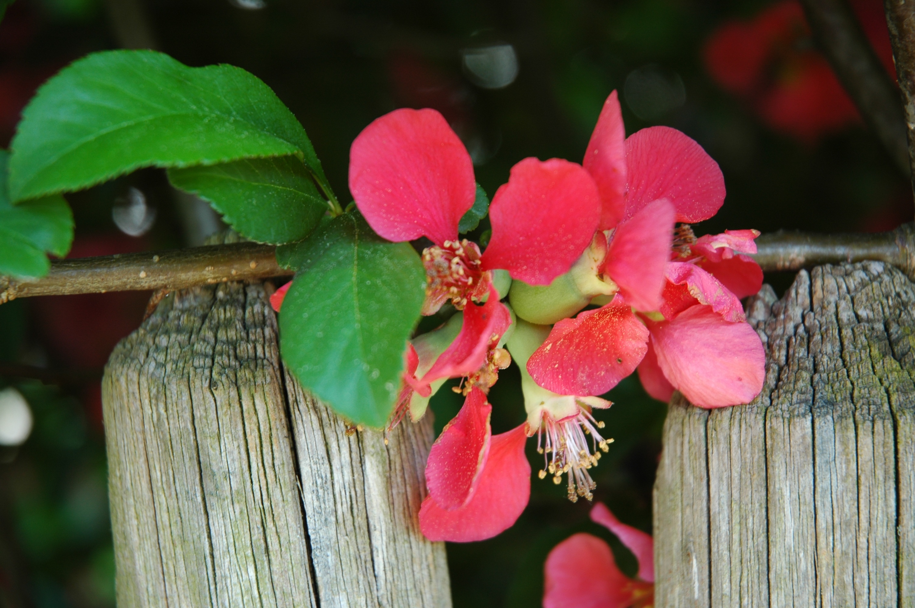 Nature Flower Tree free image download