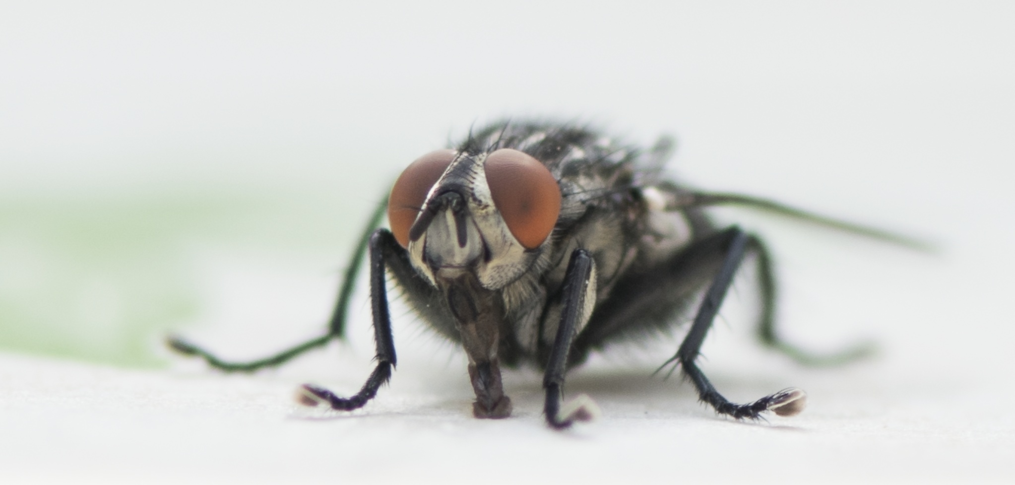 Pest Animal Insect free image download