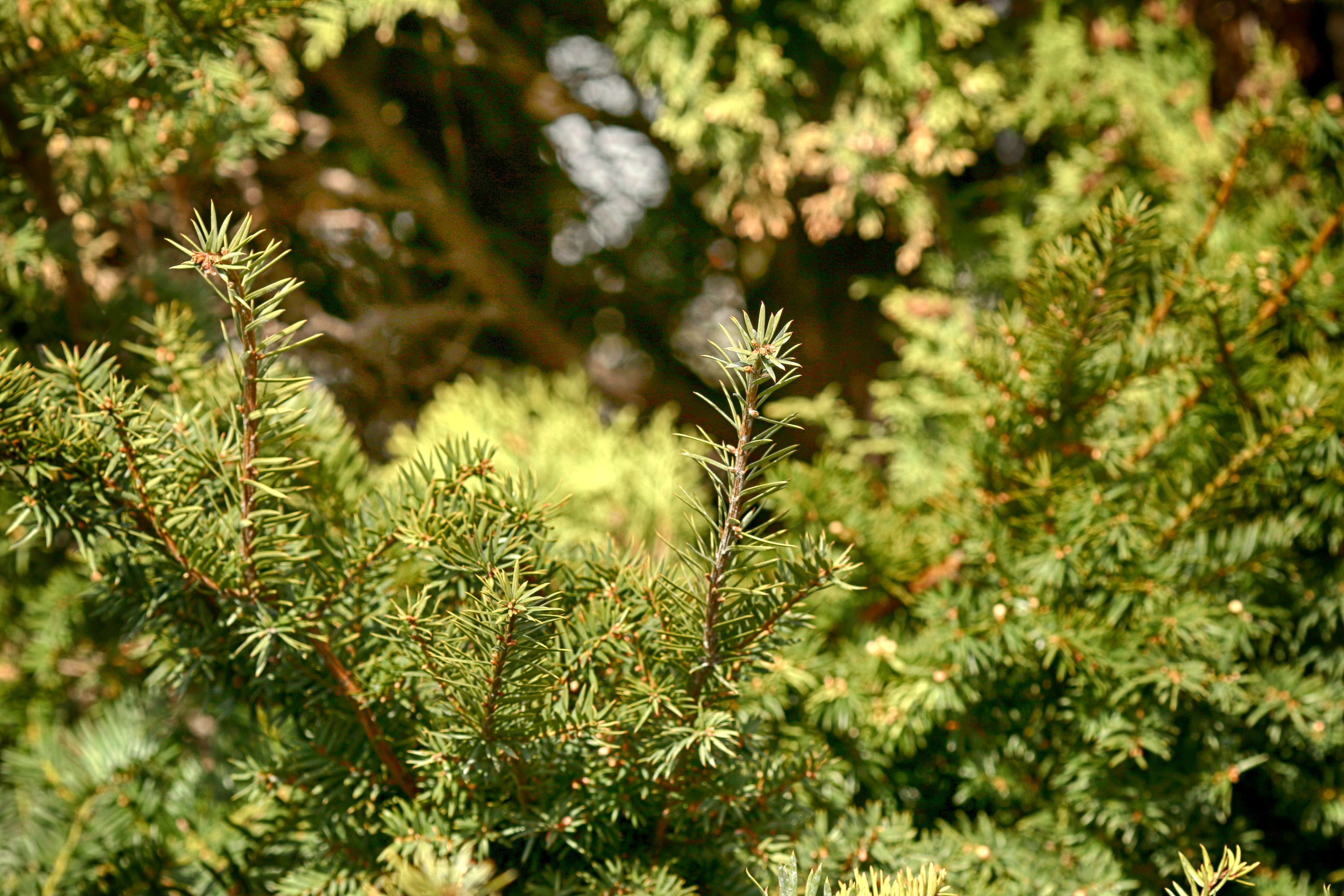 Tree Needle Evergreen free image download