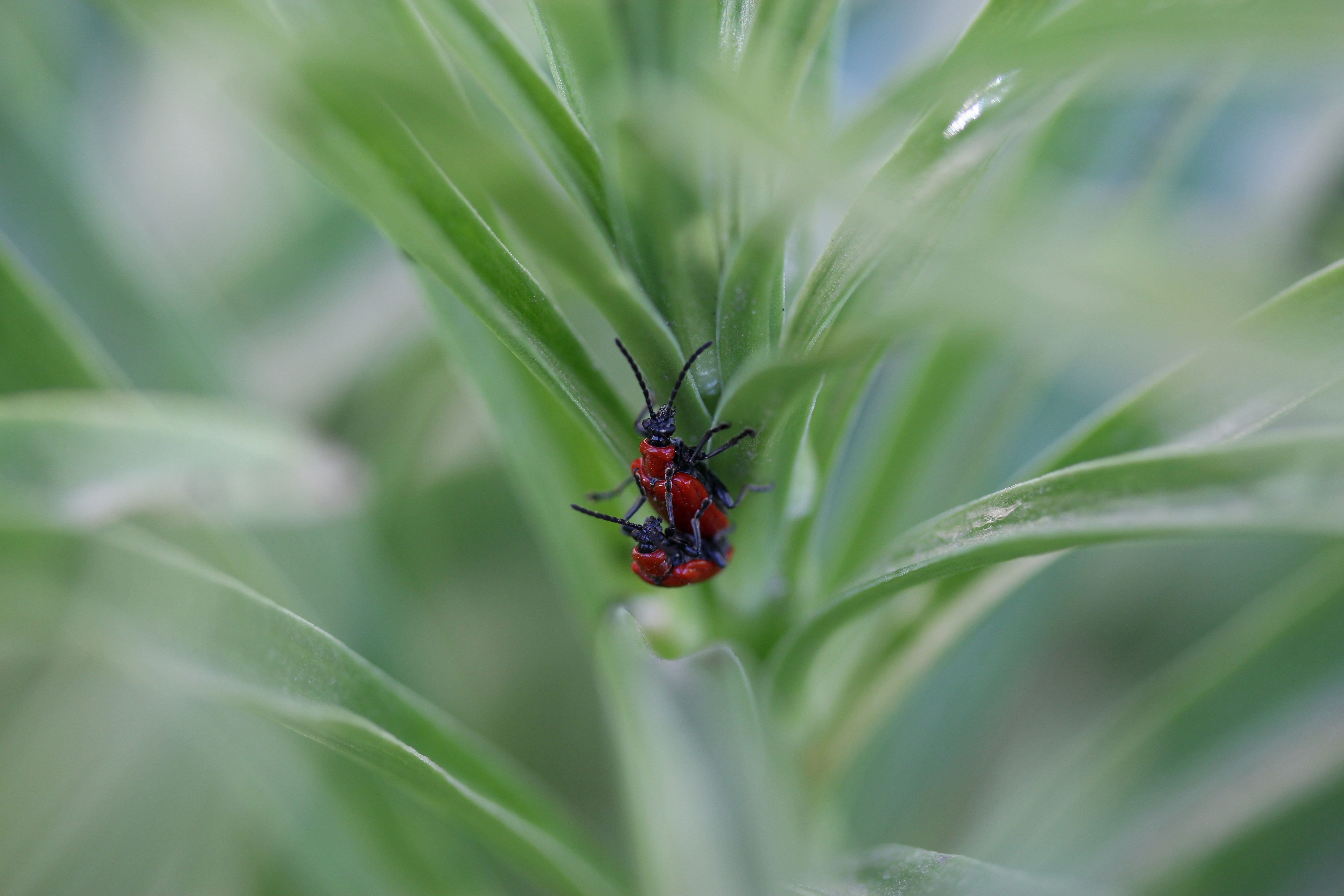 Insecta Red Pair free image download