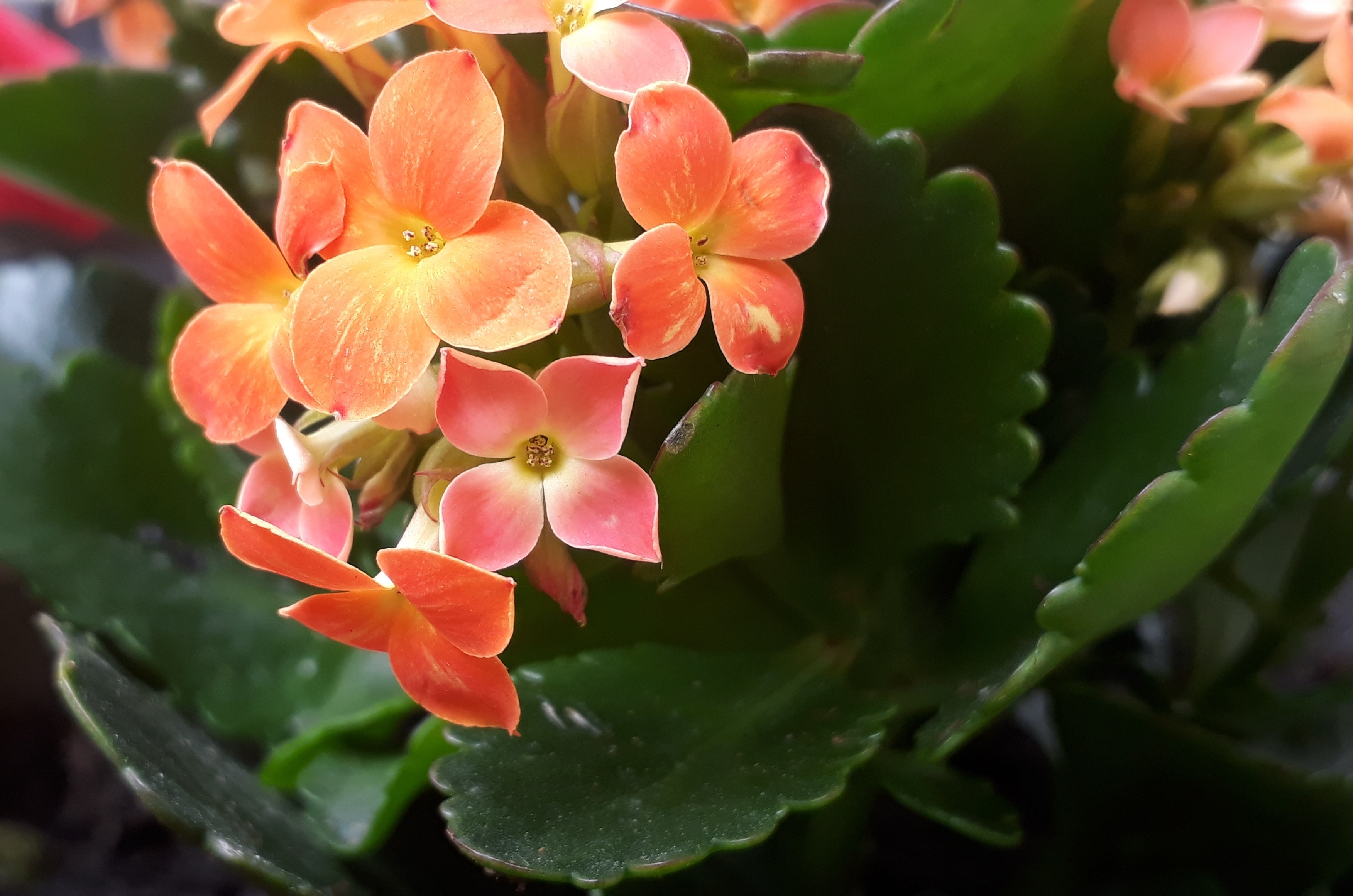Flowers Orange Plant free image download