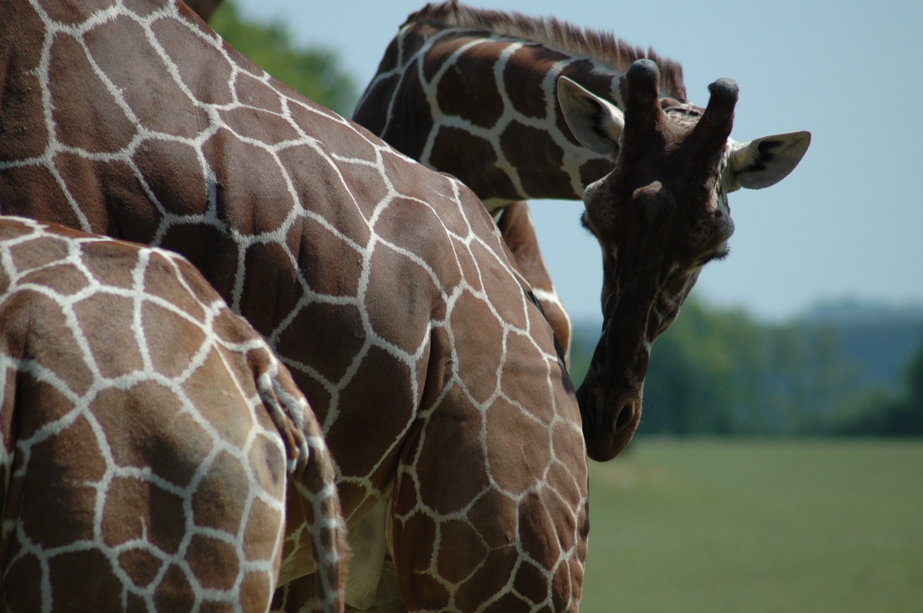 Nature Animal Wildlife free image download
