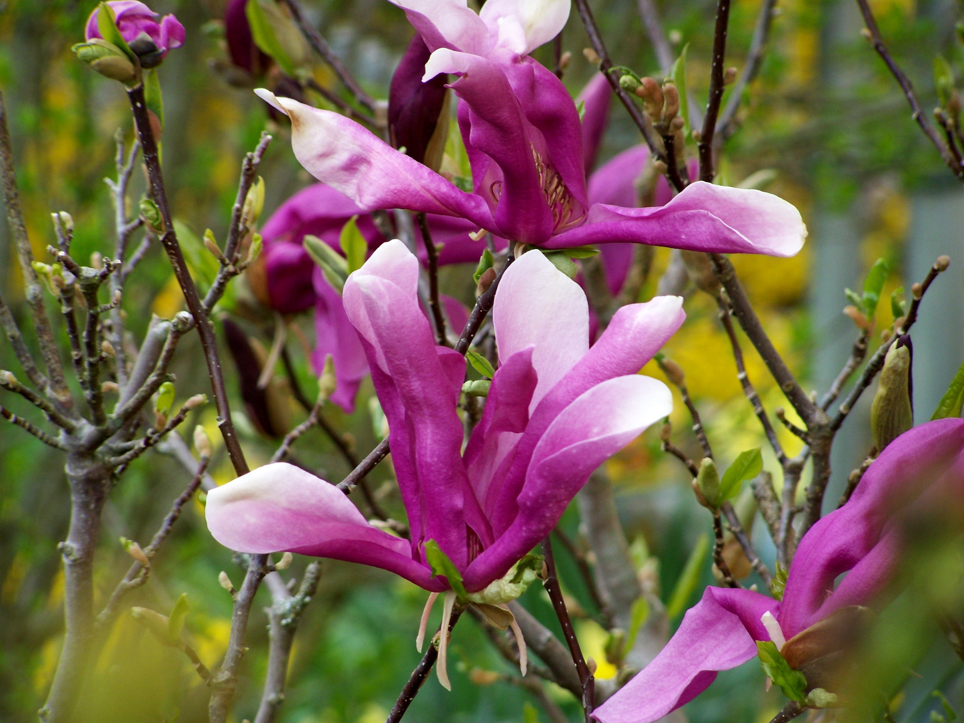 Magnolia Flower Nature free image download