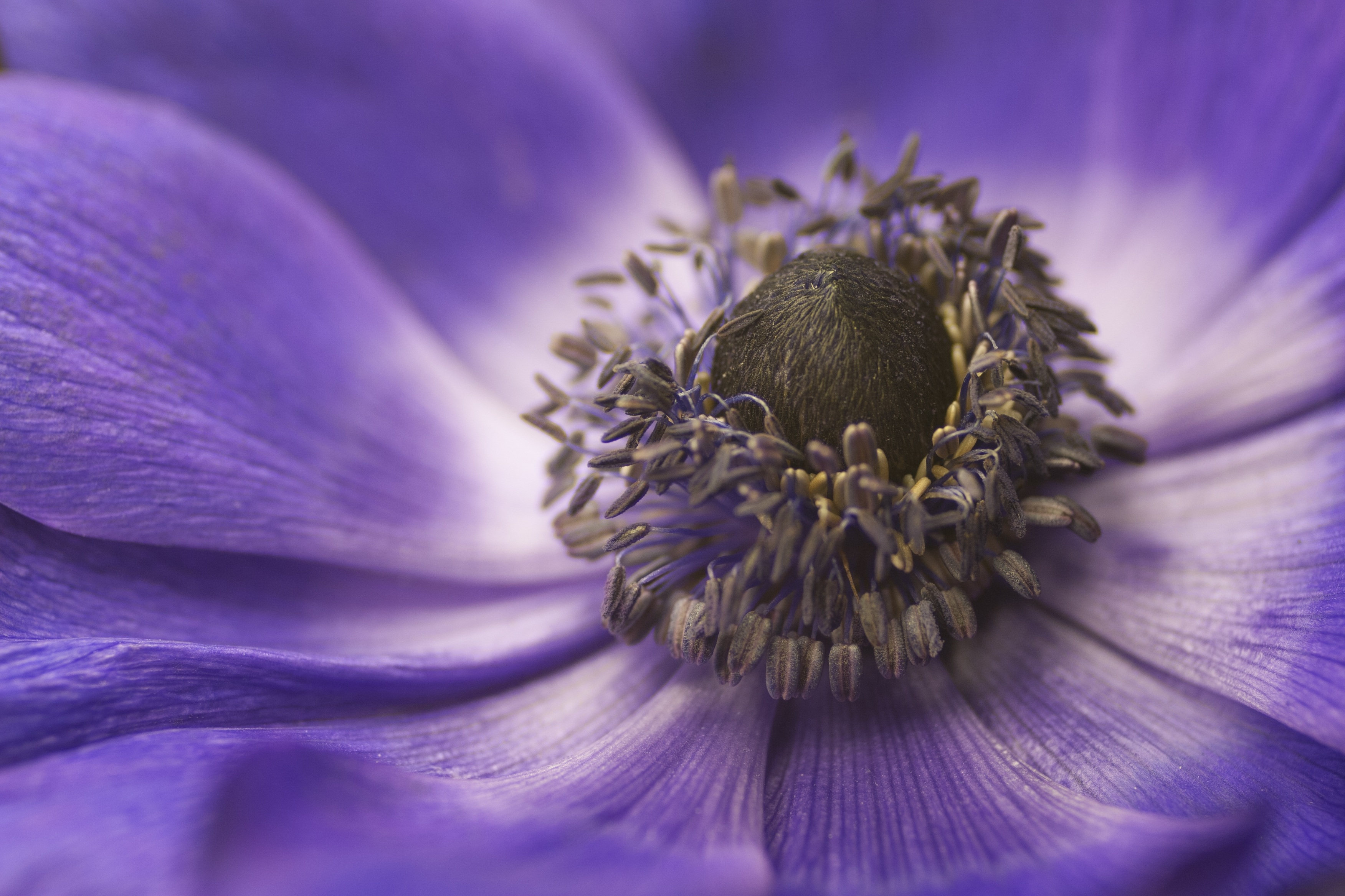 Modra Flower free image download