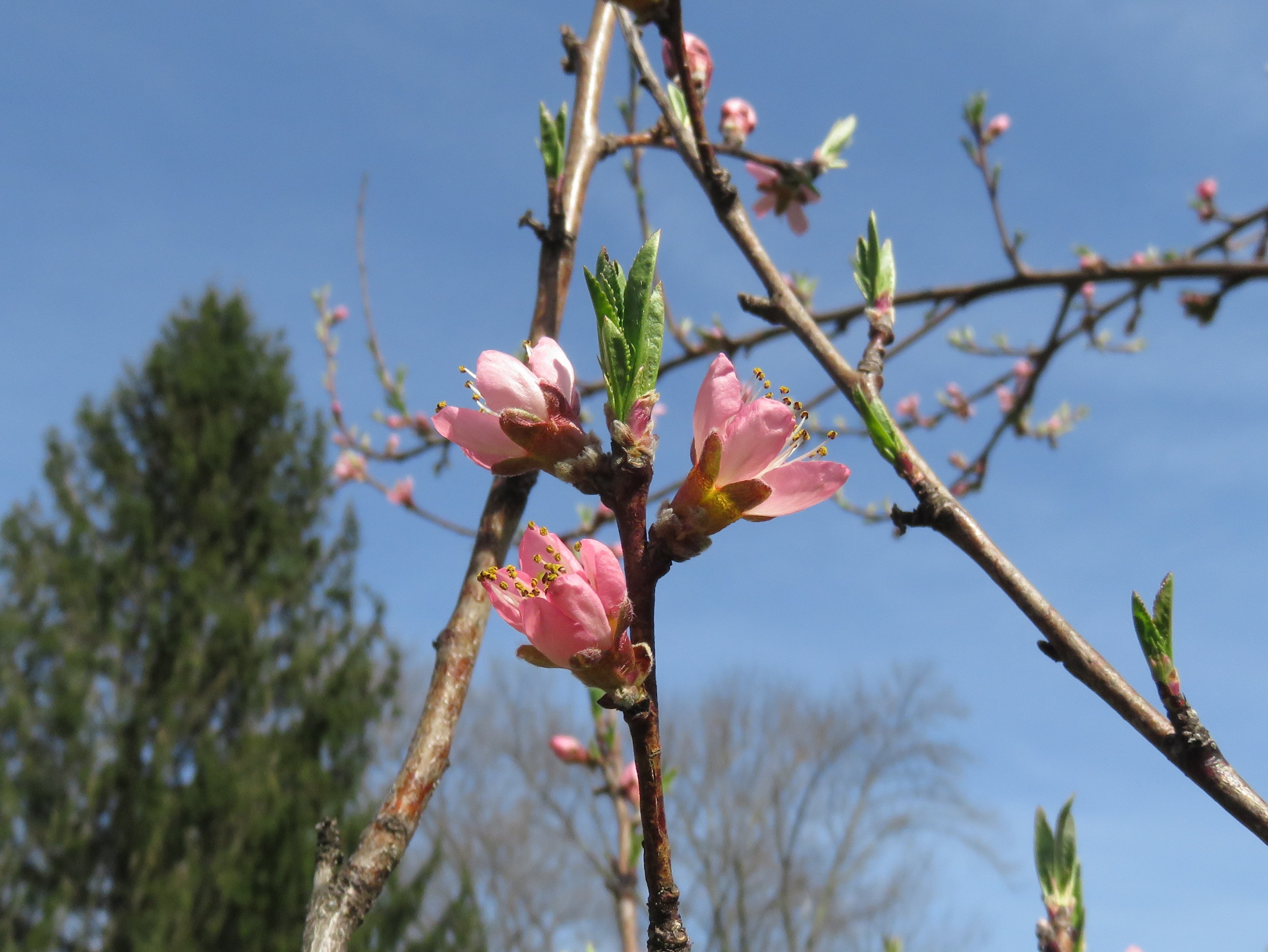 Blossom Flower Tree free image download