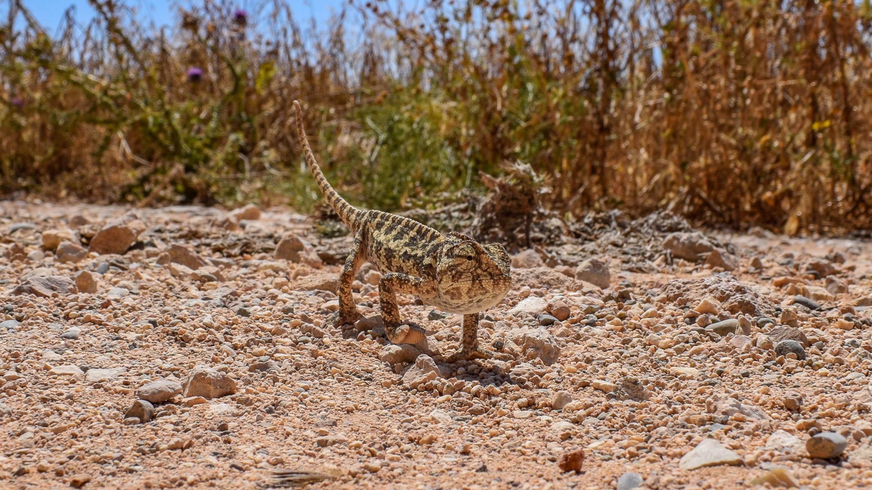 Chameleon Nature Animal free image download