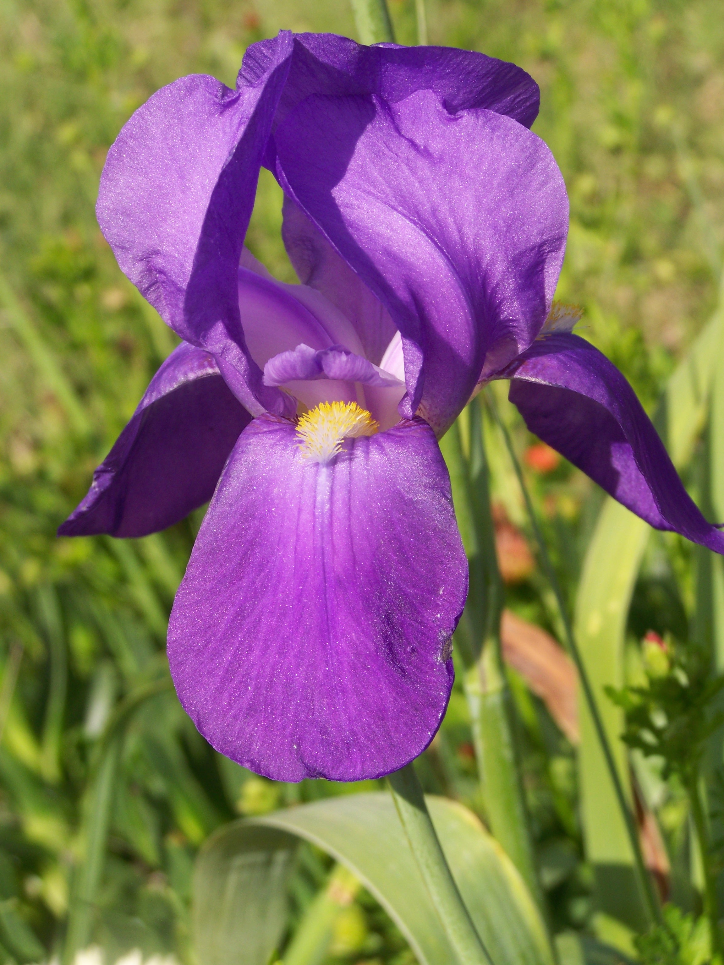 Iris Bloom Purple free image download