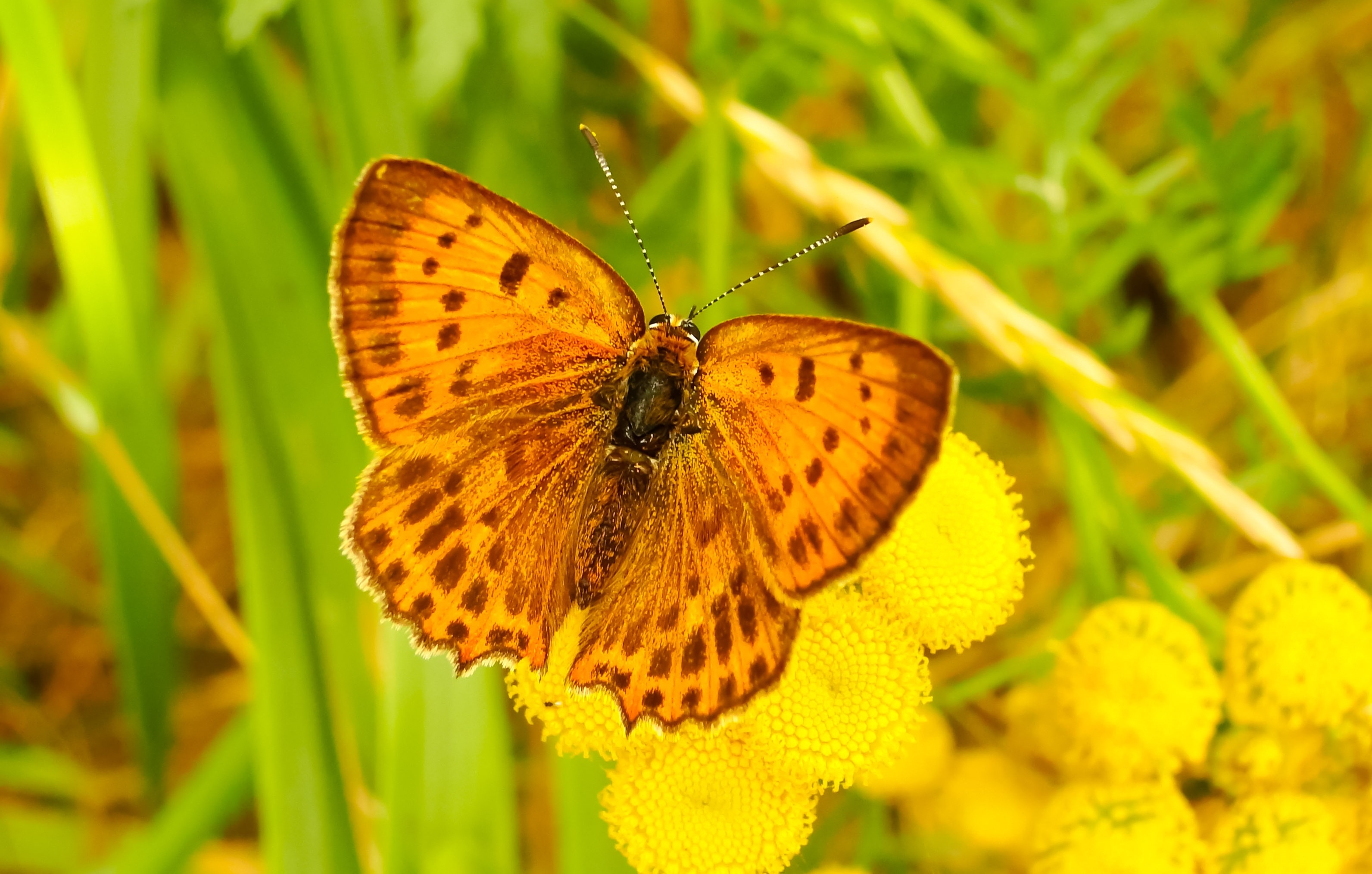 Nature Butterfly Day Insect free image download
