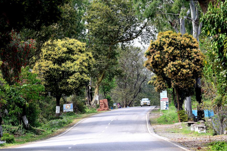 Tree Nature Road free image download