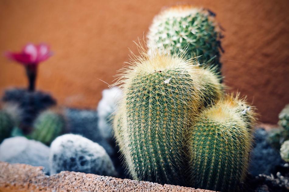 Plants Fat Cactus free image download