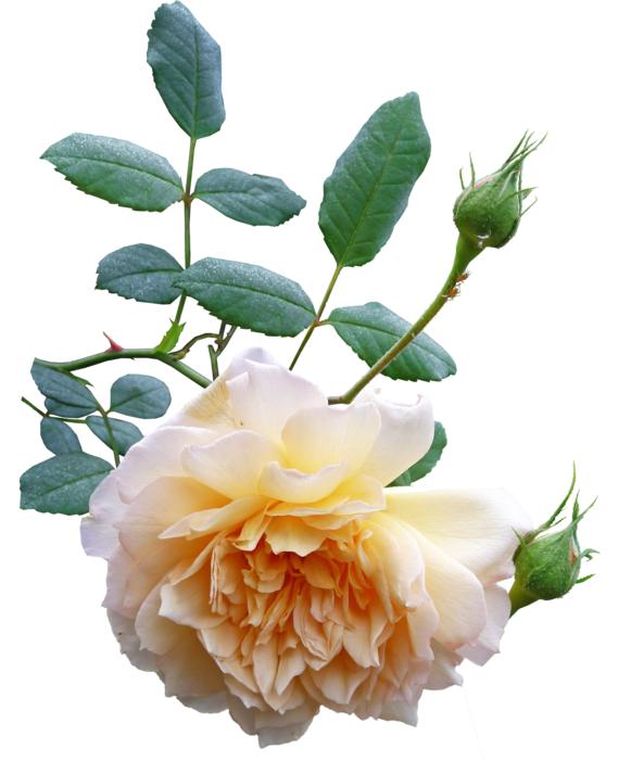 Rose Flower Yellow free image download