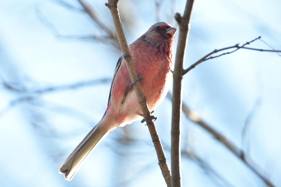 Natural Wild Animals Bird free image download