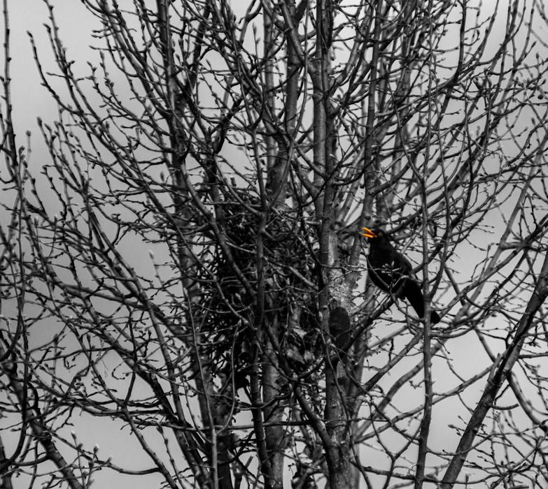 Tree Branch Winter free image download