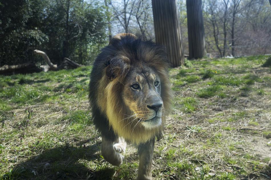 Zoo Lion Animal free image download
