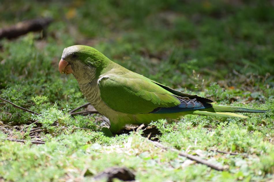 Monk Parakeet Parrot free image download
