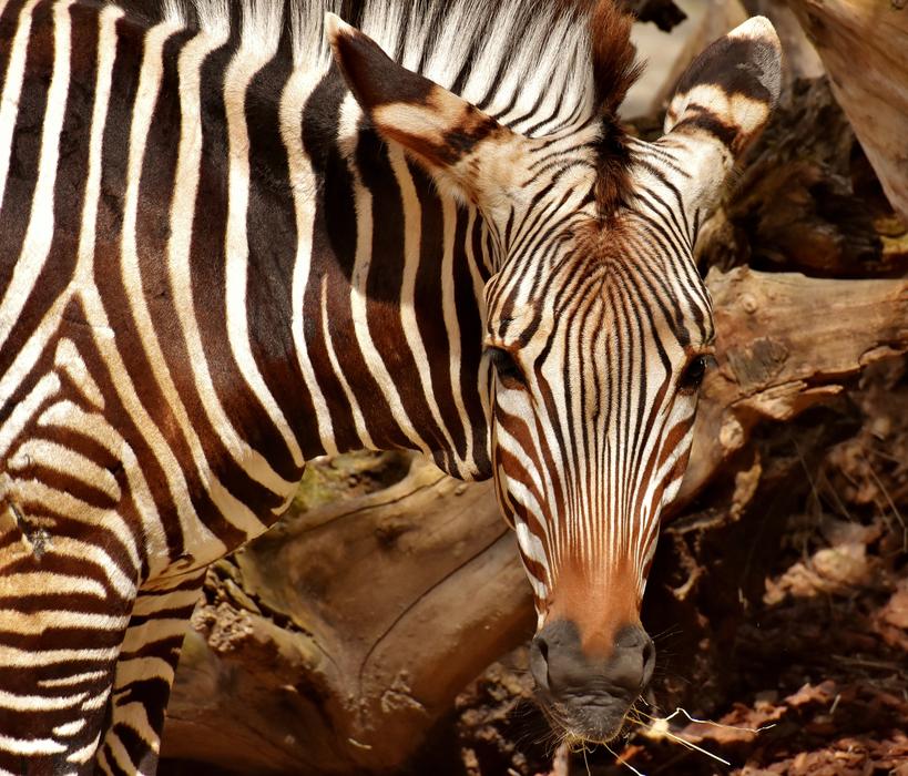 Zebra Wild Animal Zoo free image download