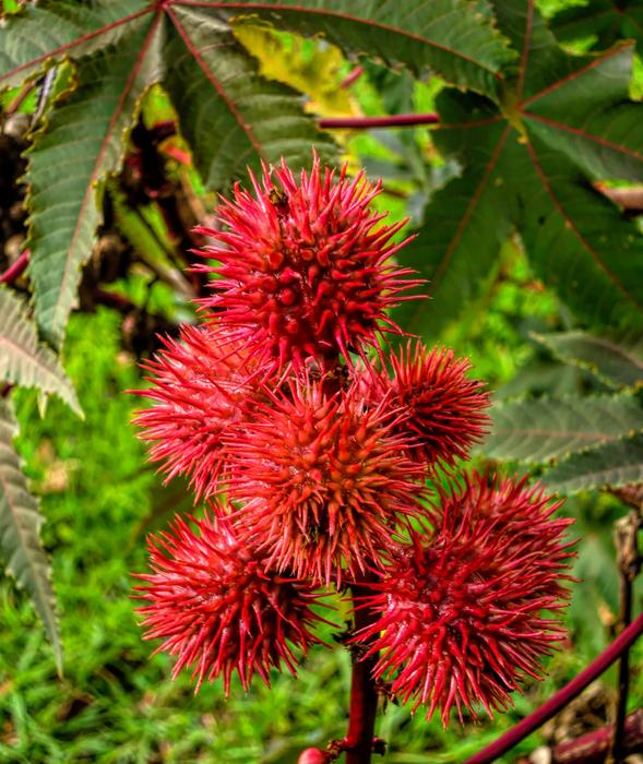 Red prickly cone on trees free image download