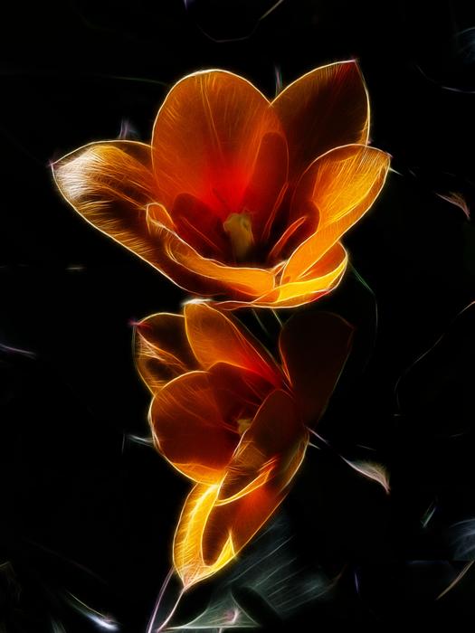 Fractalius tulip free image download