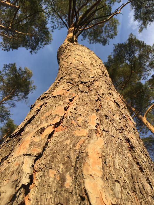 Tree Nature Wood free image download