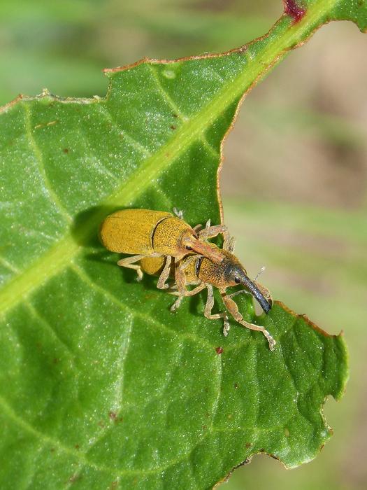 Lixus Angustatus Weevils Of The mauves free image download