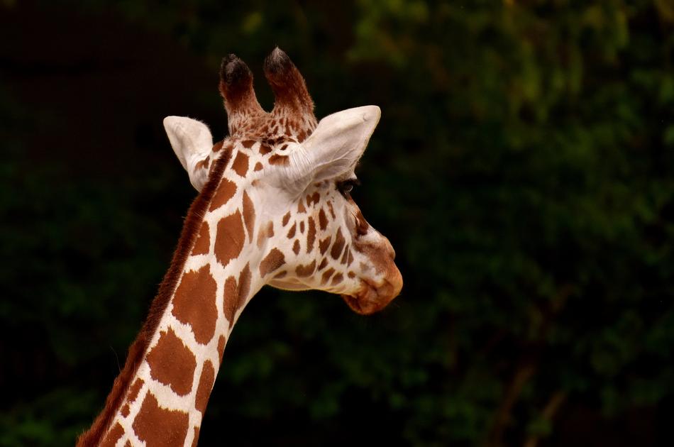 Giraffe Zoo Animal free image download