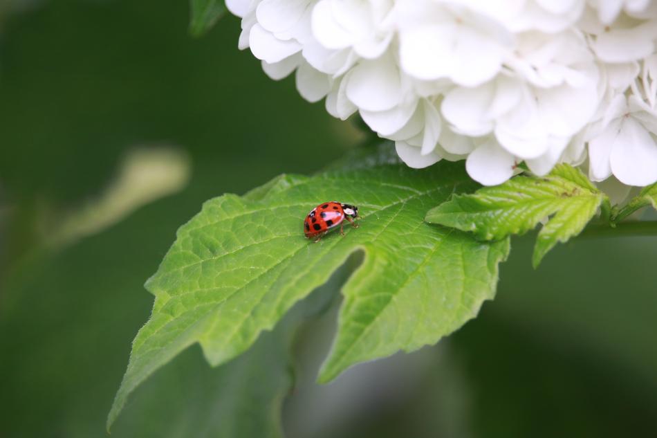 Ladybug Hydrangea Leaf free image download