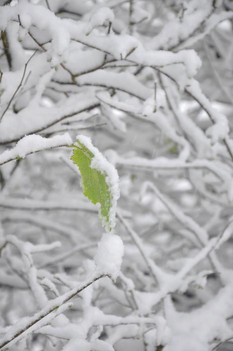 Snow Leaf Tree free image download