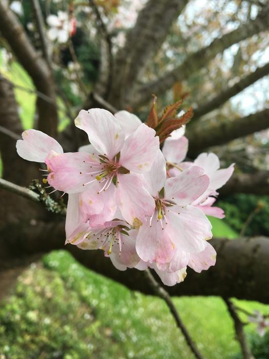 Flower Tree Nature free image download