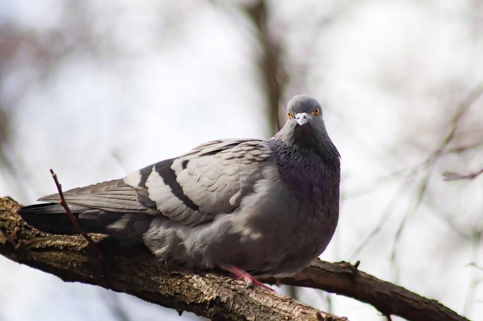 Bird Nature Living free image download
