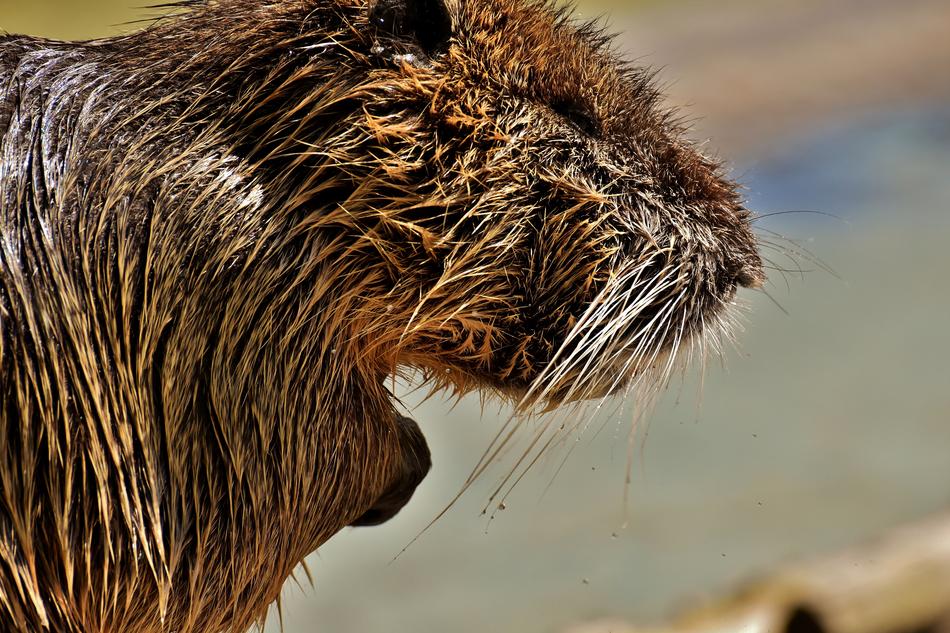 Nutria Water Rat free image download